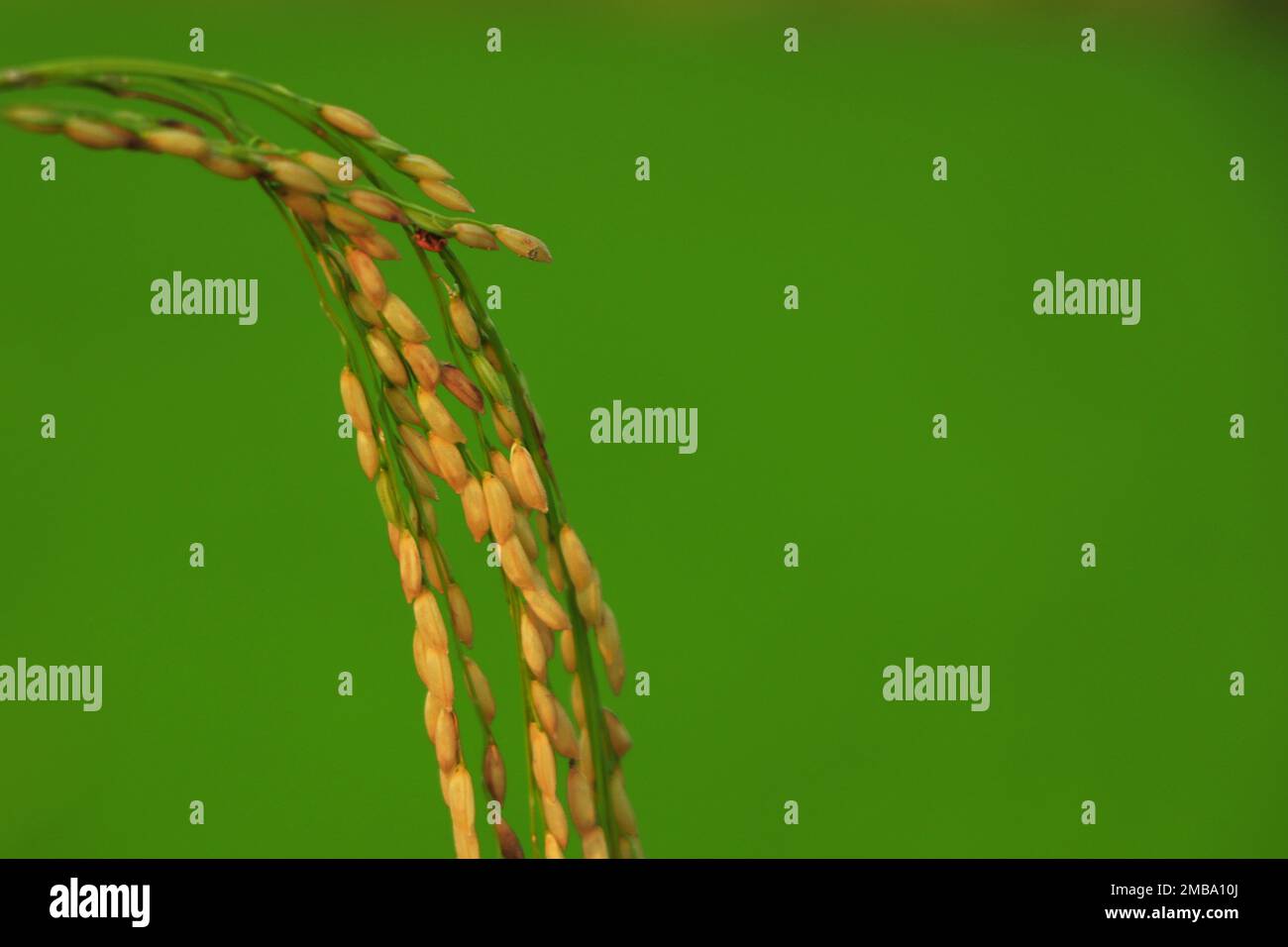 Rice farm- Rice field- Rice paddy, rice pants Rice paddy at Dhaka ...