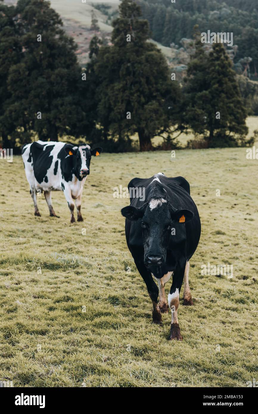 Landscapes view on Azores Islands with cow Stock Photo - Alamy