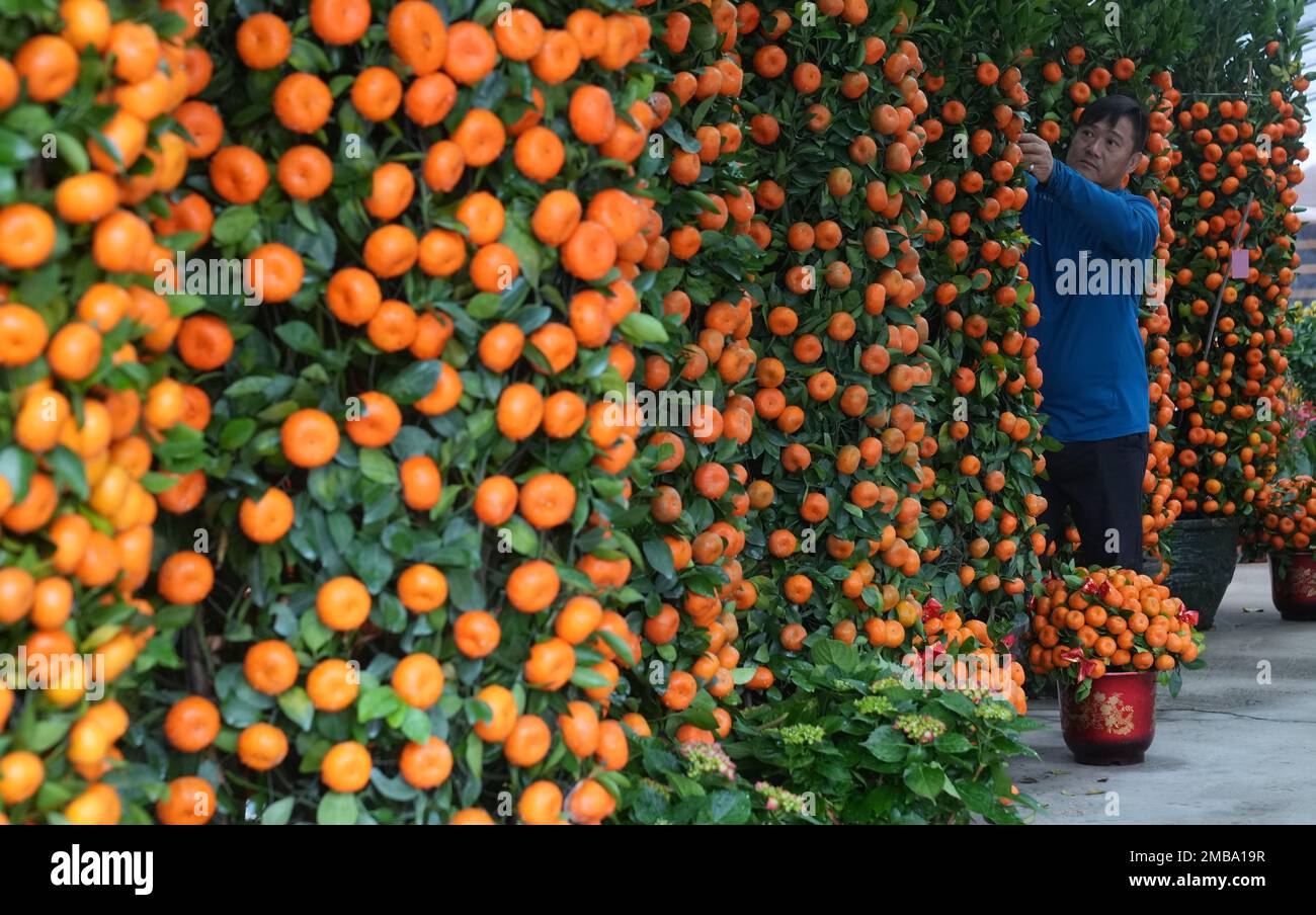 Li Wing-keung, owner of Keung Kee Farm, inspects festive tangerine ...