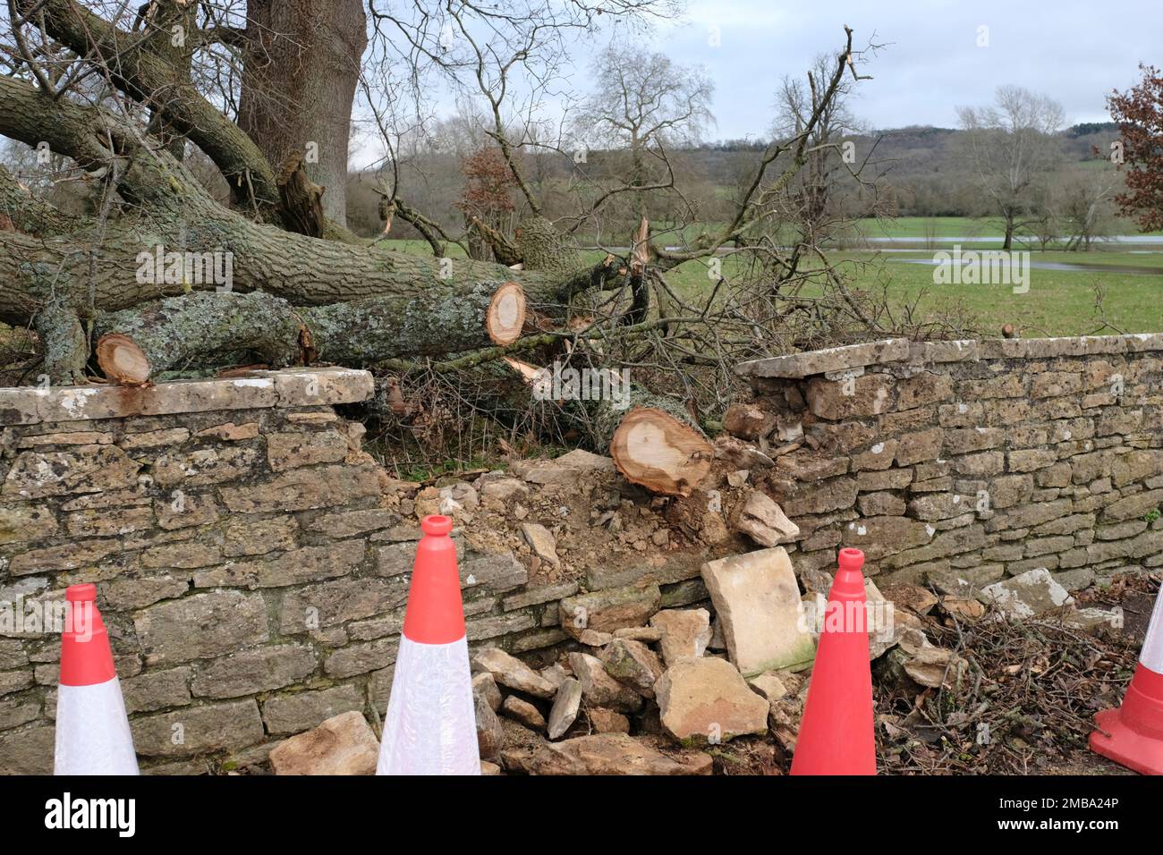Tree damage wall hi-res stock photography and images - Alamy