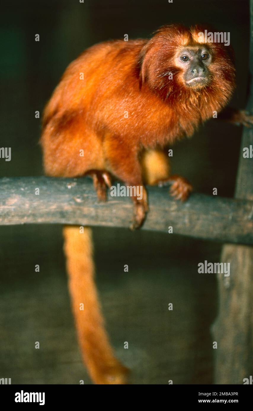 Golden Lion Tamarin in captivity, Brazil Stock Photo - Alamy