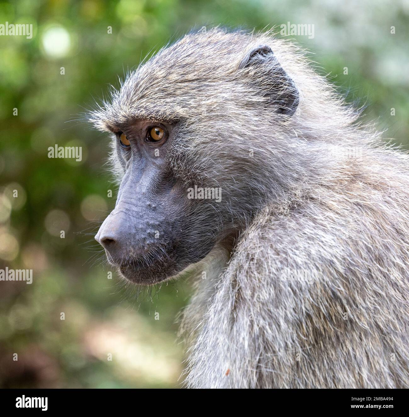 Babuino africa hi-res stock photography and images - Alamy
