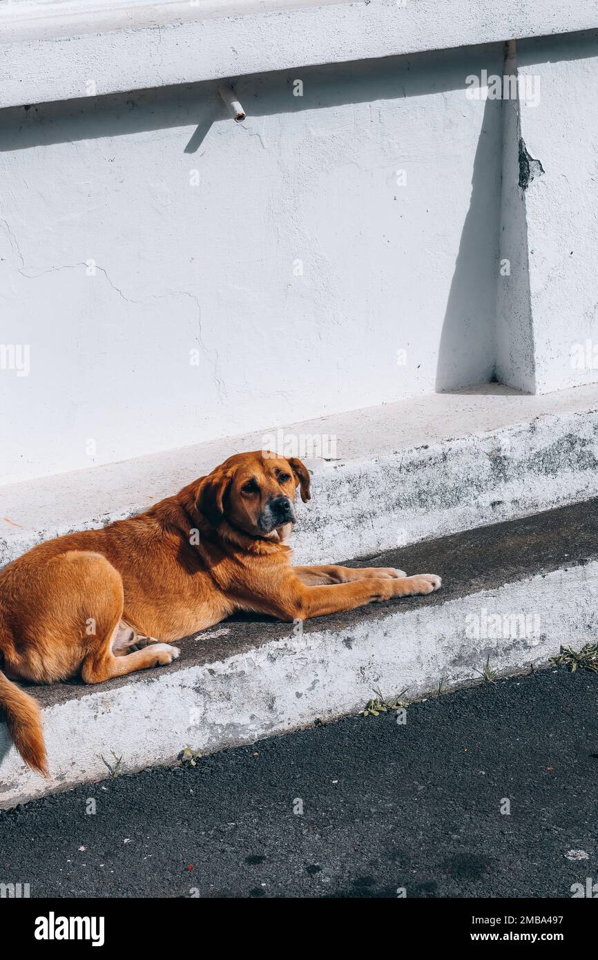 Azores cow dog hi-res stock photography and images - Alamy