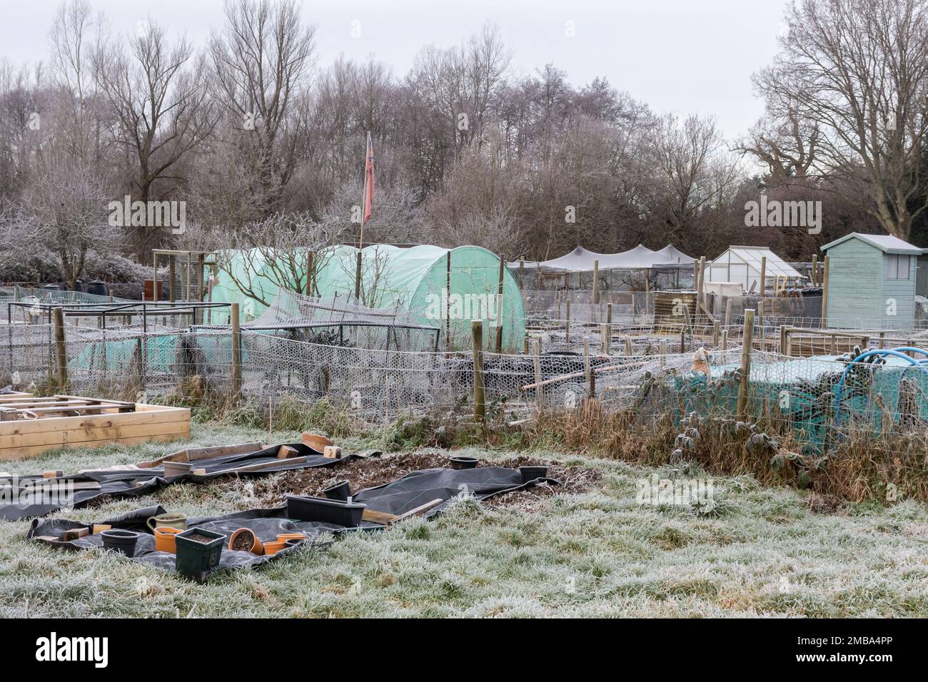 Frosty allotments, allotment gardens in winter, England, UK Stock Photo ...