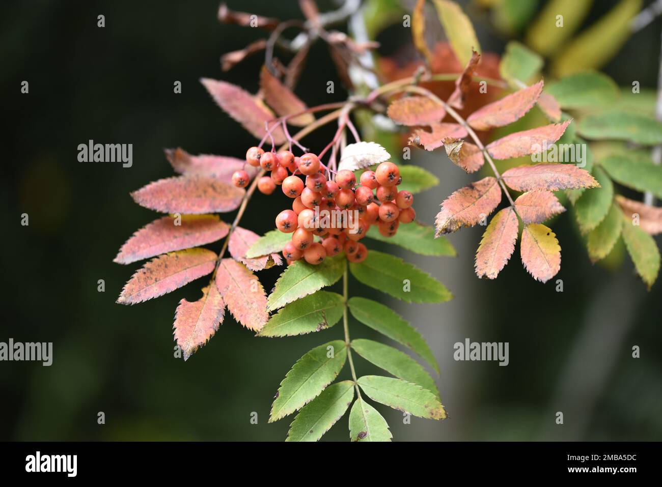Close-Up Image of a Autumnal Rowan Tree Branch Leaves (Sorbus aucuporia ...