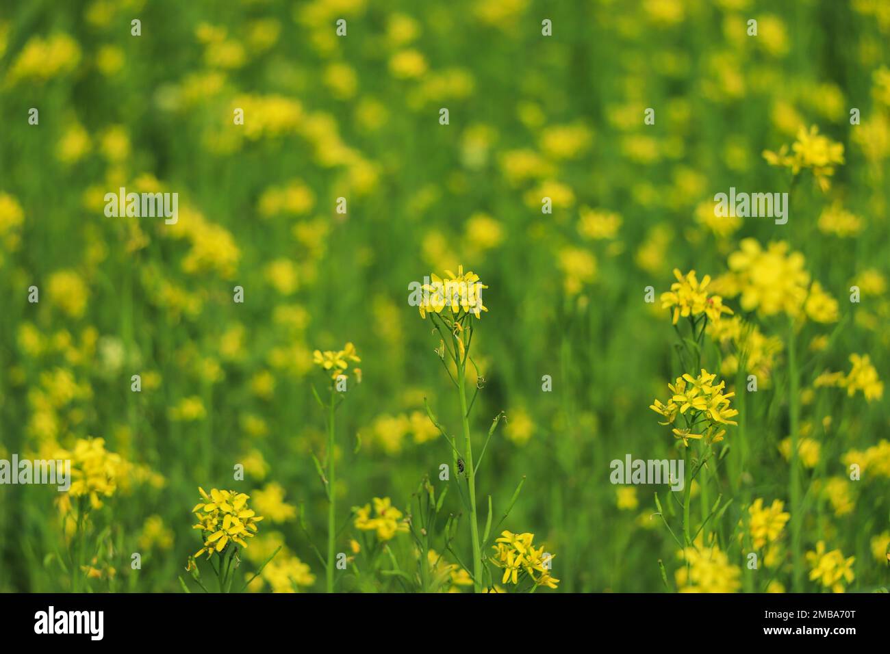 The background color of mustard Stock Photo - Alamy