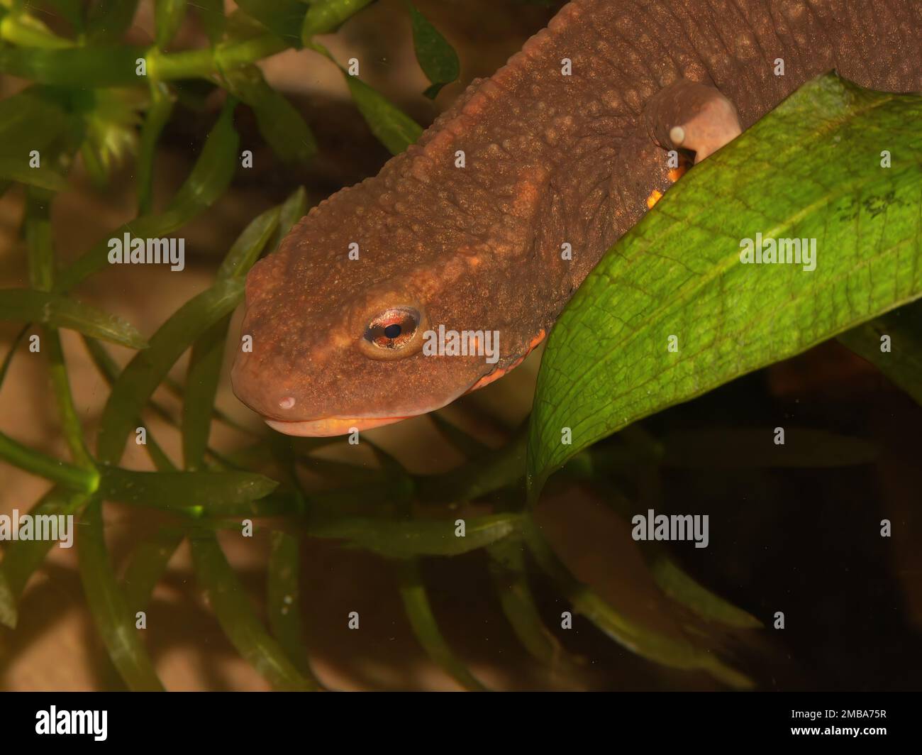 Detailed closeup on a bulky large aquatic female of the endangered ...