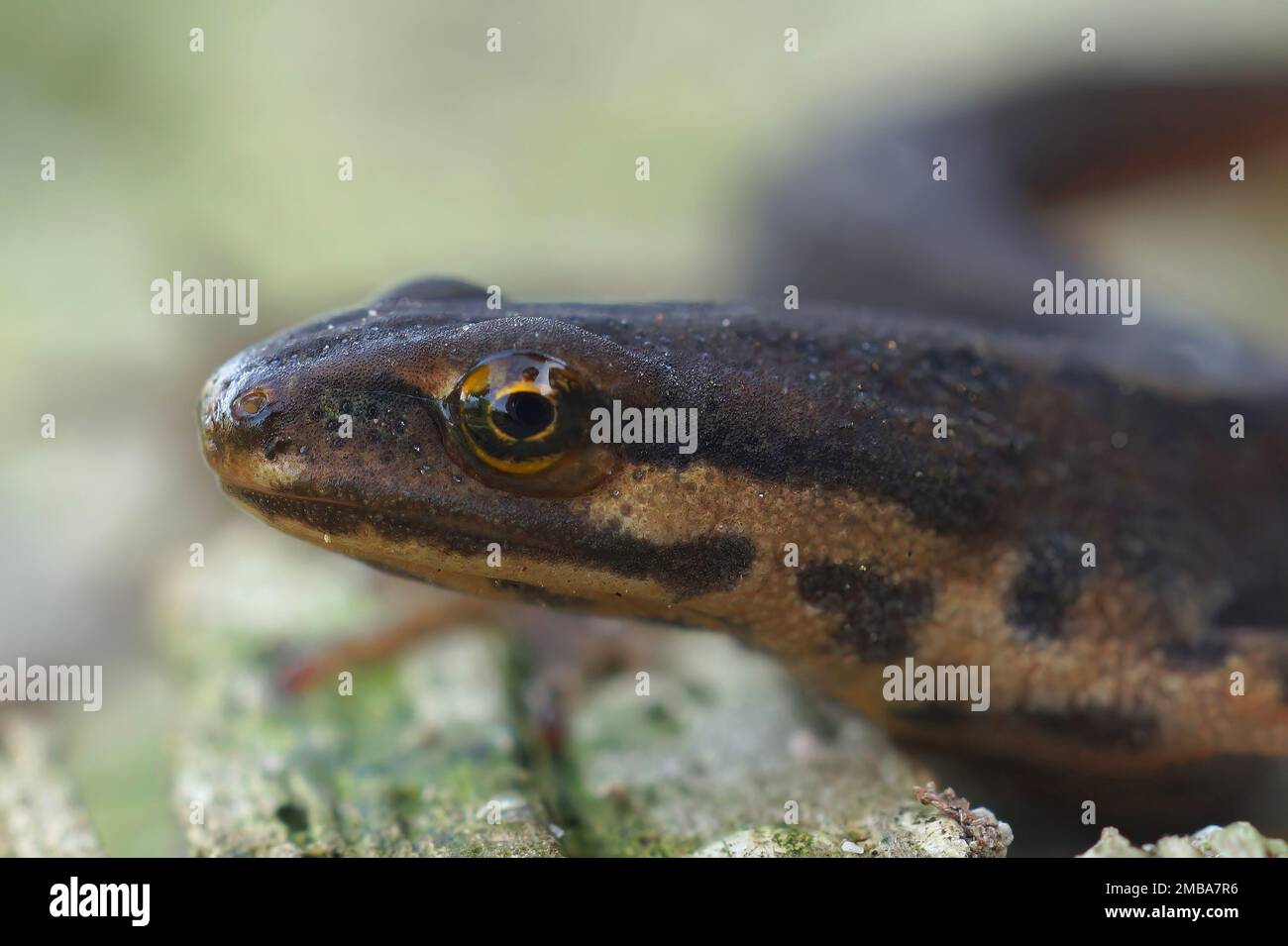 Detailed closeup on a terrestrial common European smooth newt ...