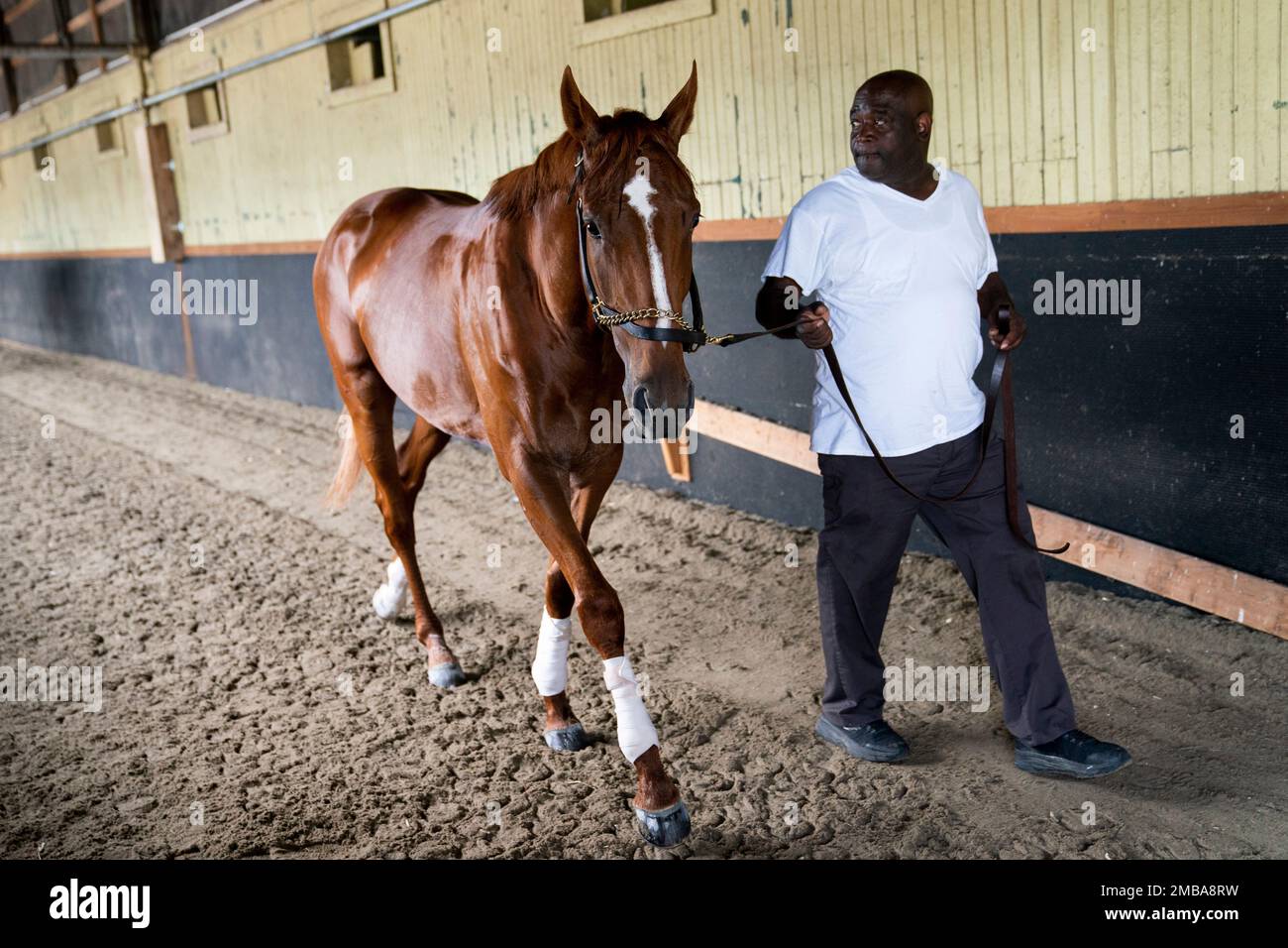 Rich Strike is led along a walking track at the stables after training ...