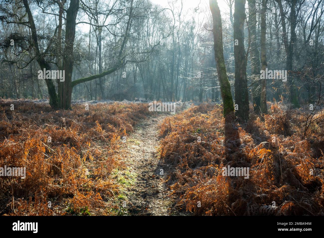 Winter woodland landscape on a frosty January day, Surrey Hills ...