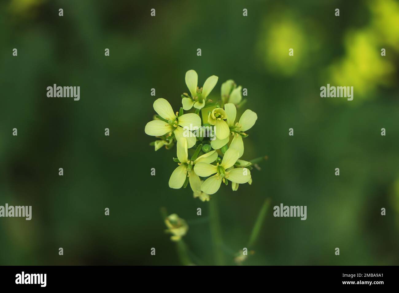Sow rocket plant hi-res stock photography and images - Alamy