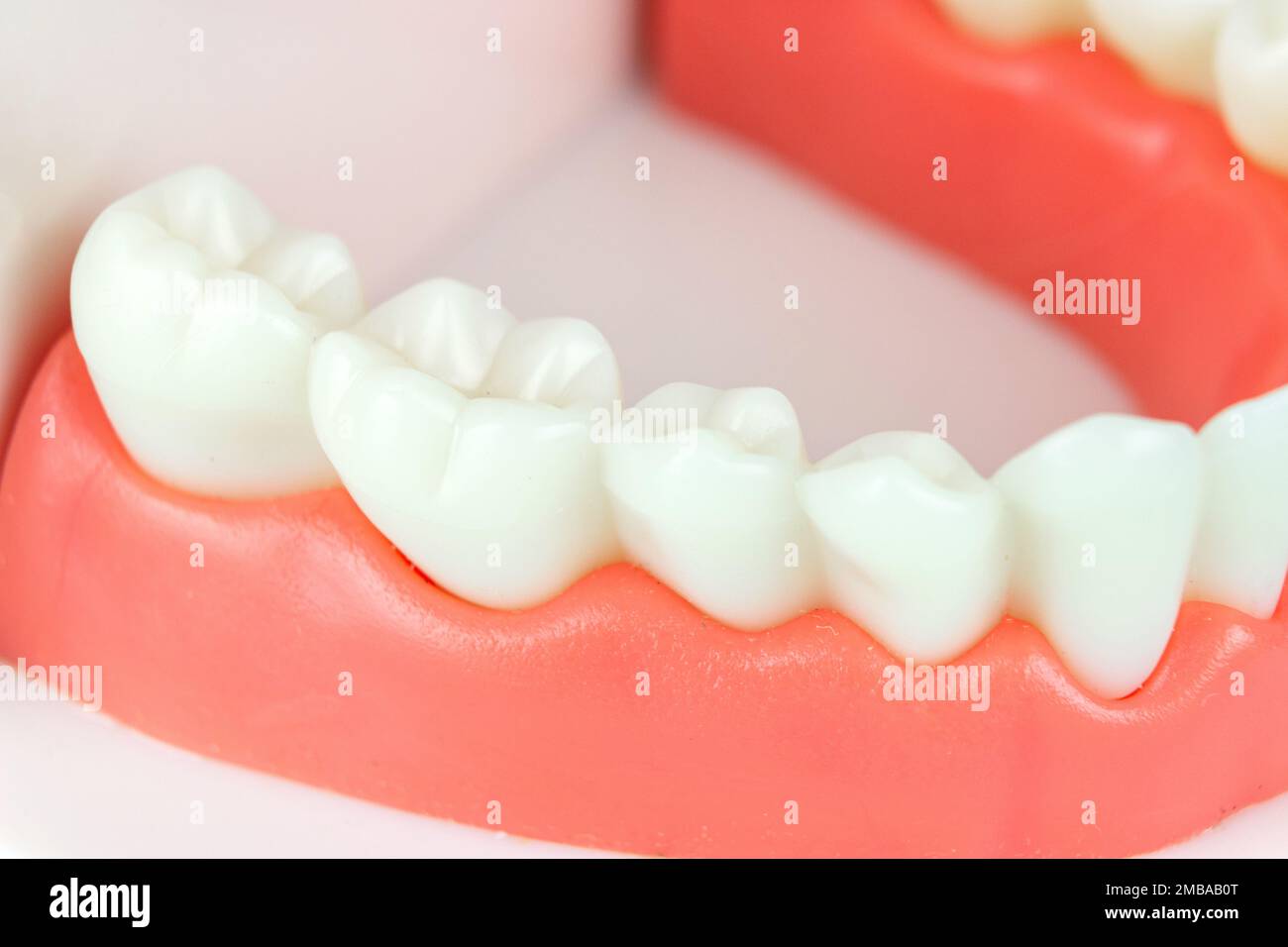 False teeth, jaws. Teeth model dentures on blue background, close-up ...