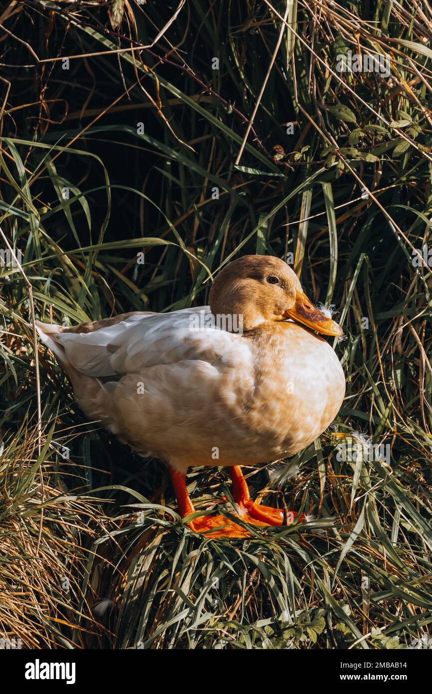 Beige duck hi-res stock photography and images - Alamy
