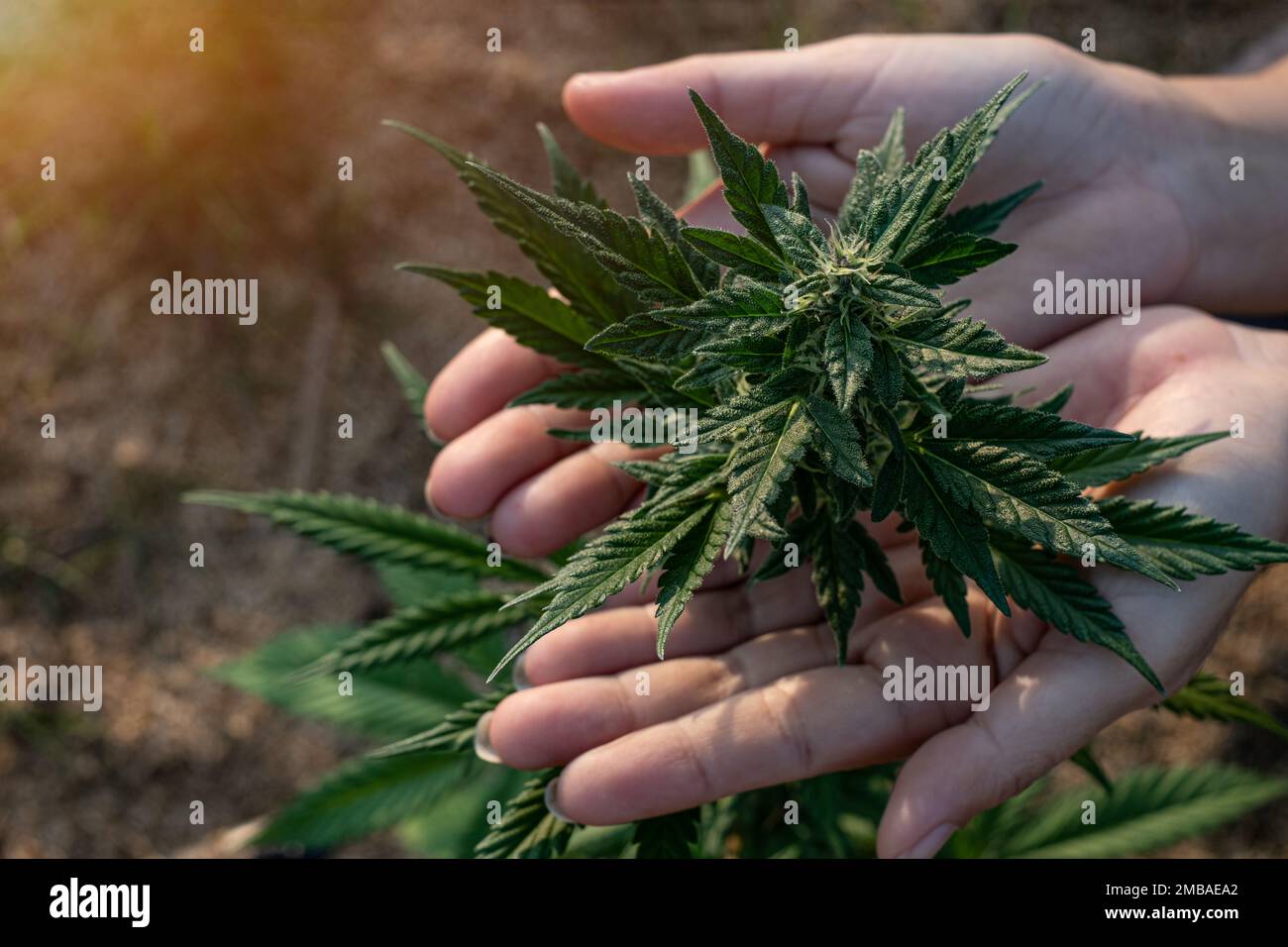 Hand holding leafy green hi-res stock photography and images - Alamy