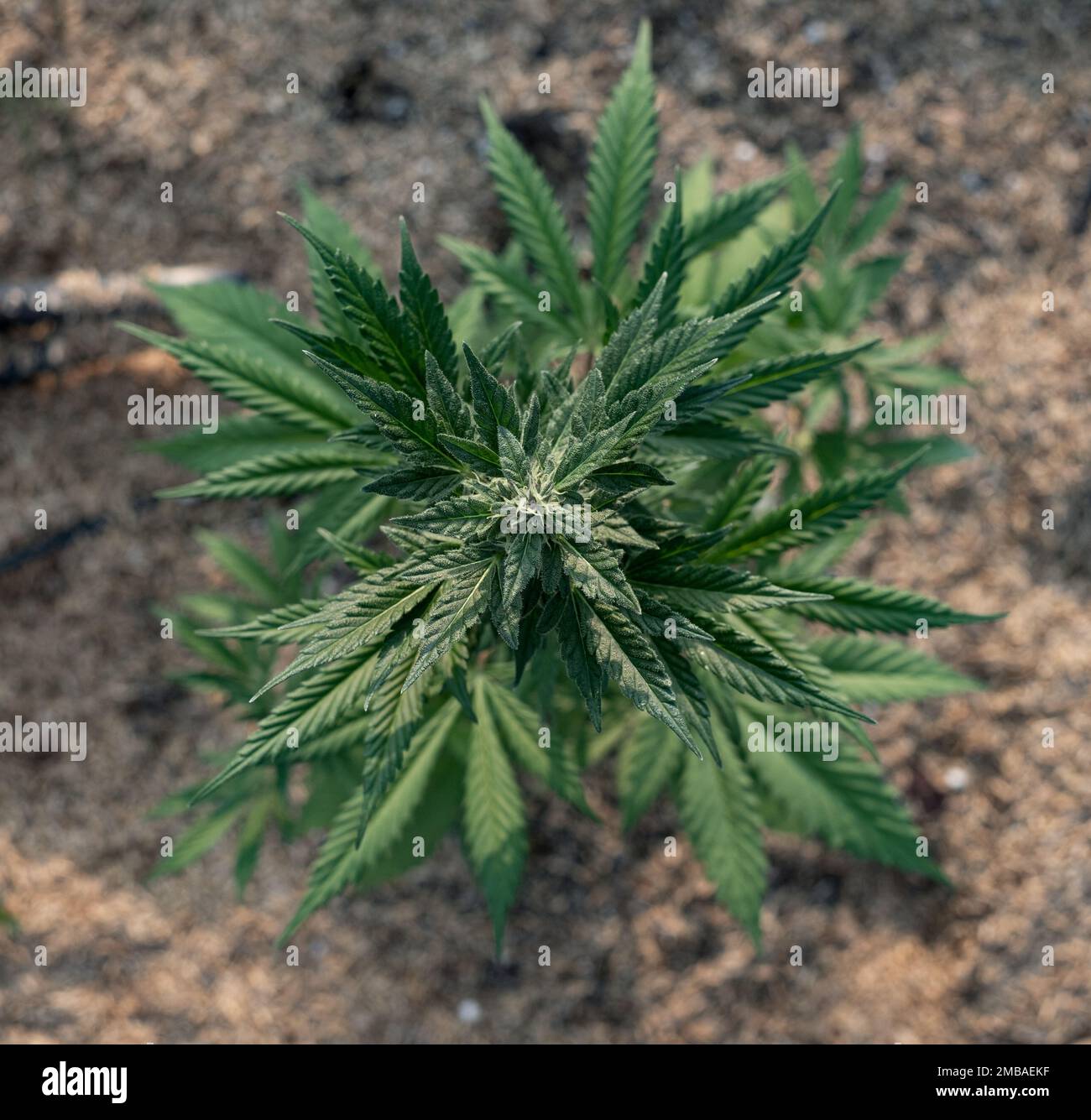 Blue dream cannabis breed marijuana growing in the ground Stock Photo ...