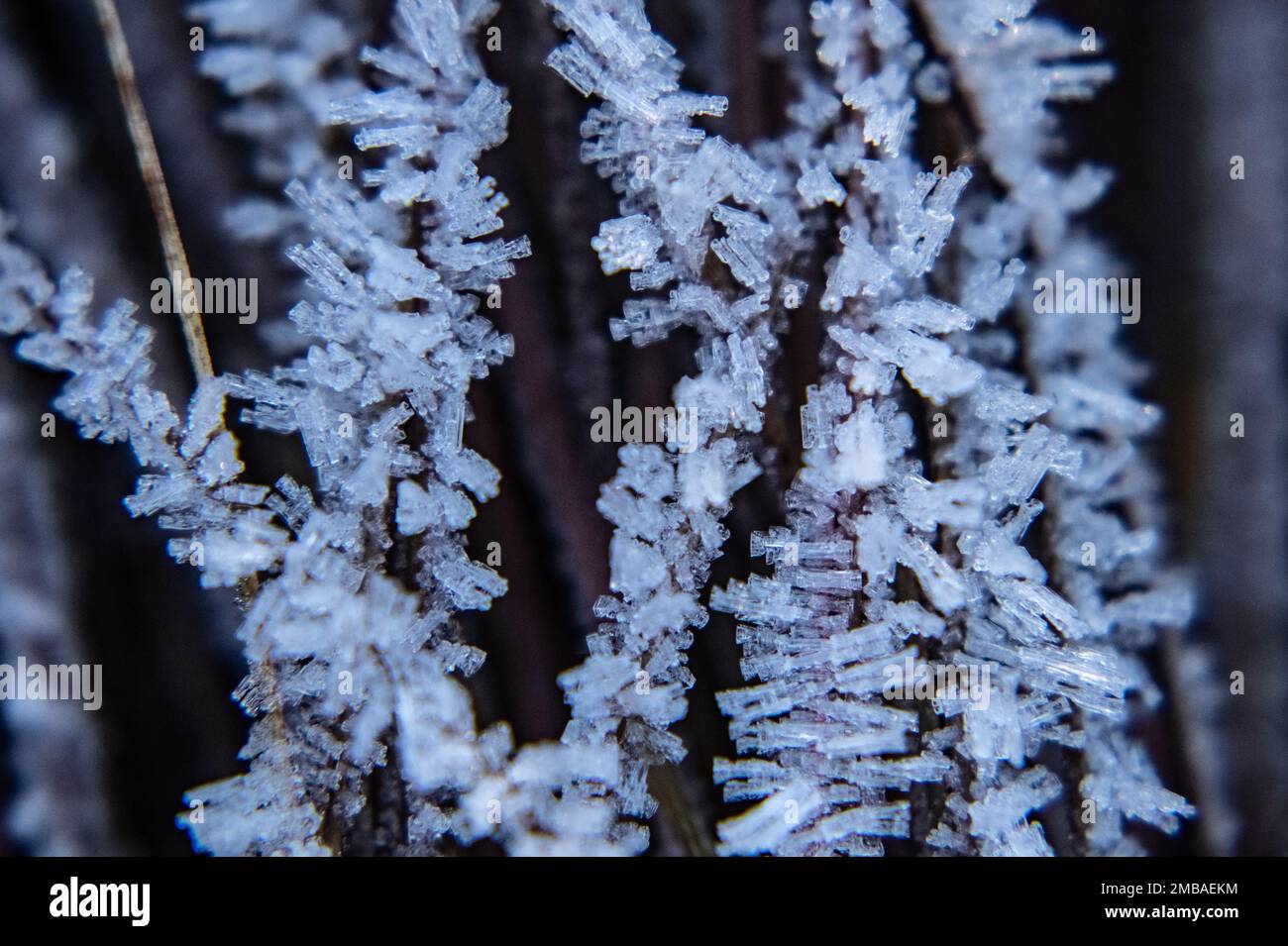 Frosty morning close ups Stock Photo - Alamy