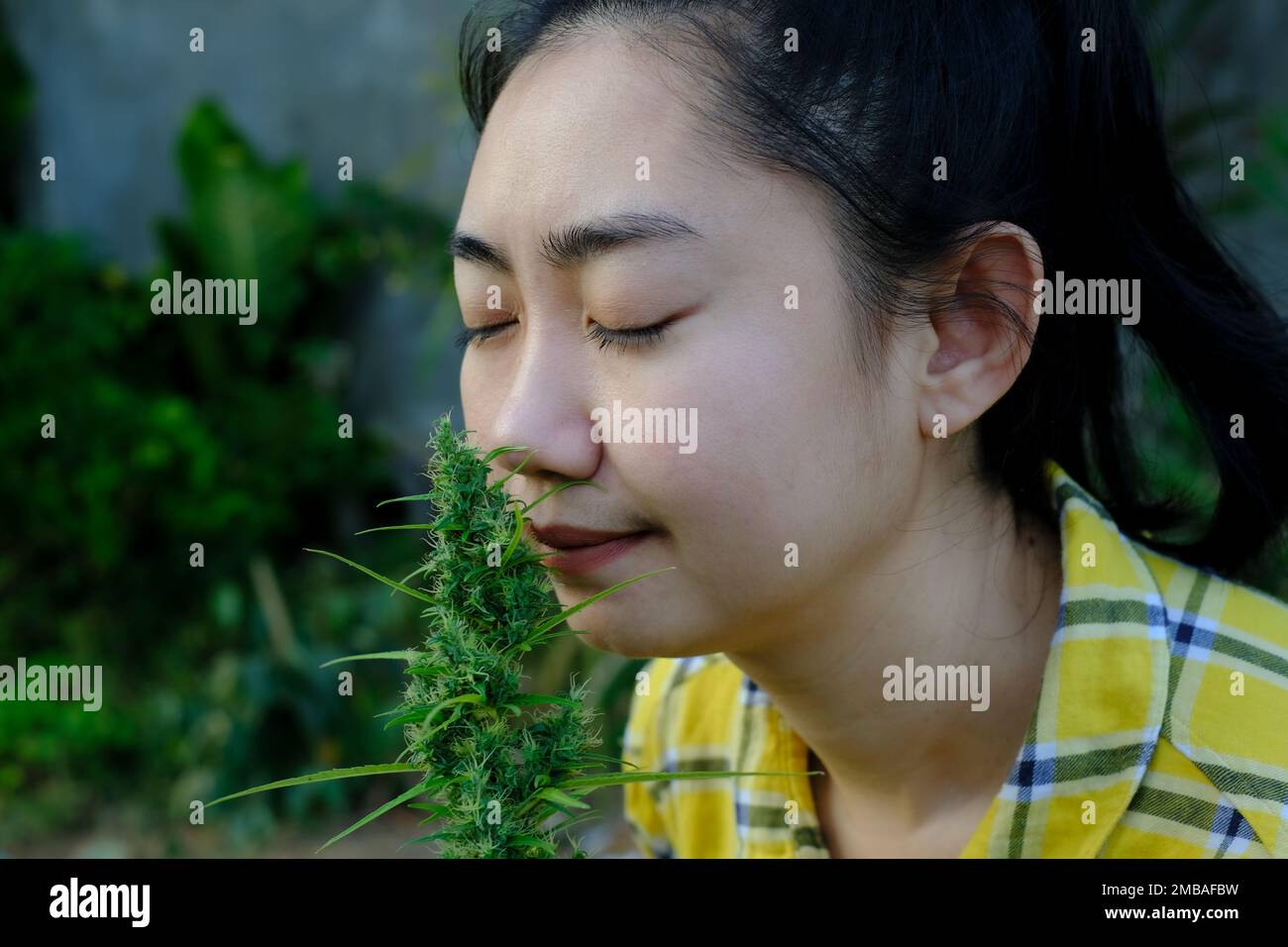 Asia woman smelling marijuana flower in the cannabis plantation Stock ...
