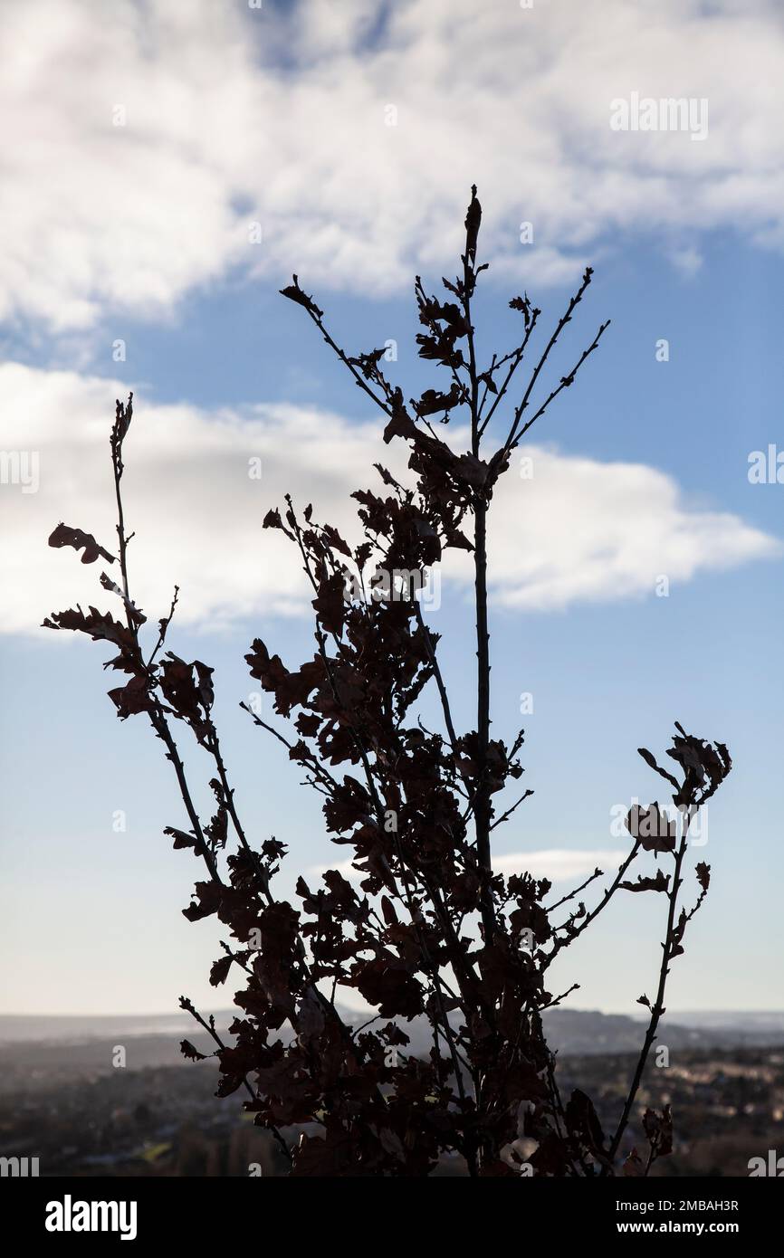 Supports more life than any other uk native tree hi-res stock ...