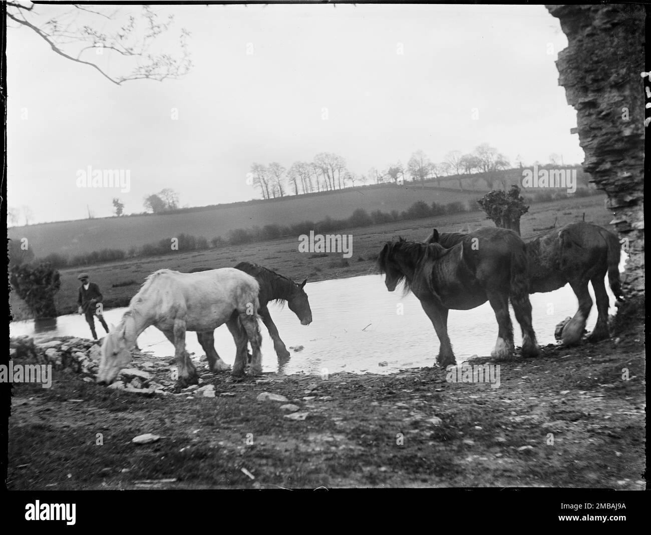 Minster Lovell, West Oxfordshire, Oxfordshire, 1924. Horses drinking at ...