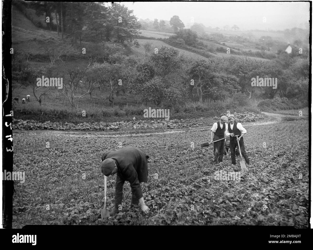 Cheddar, Sedgemoor, Somerset, 1907. Farm labourers with spades working ...