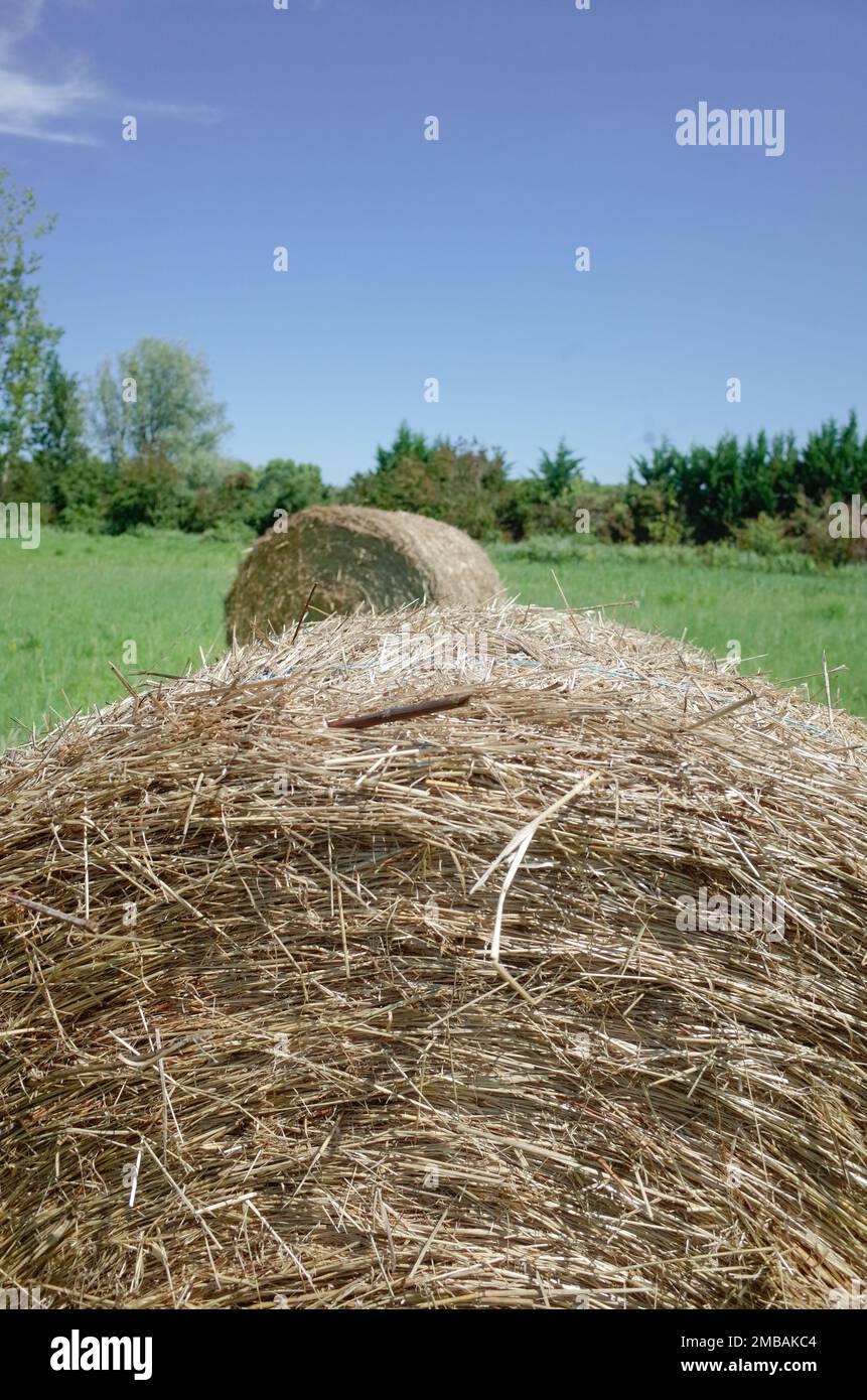 A round natural dried dry haystack of straw a green field against a ...