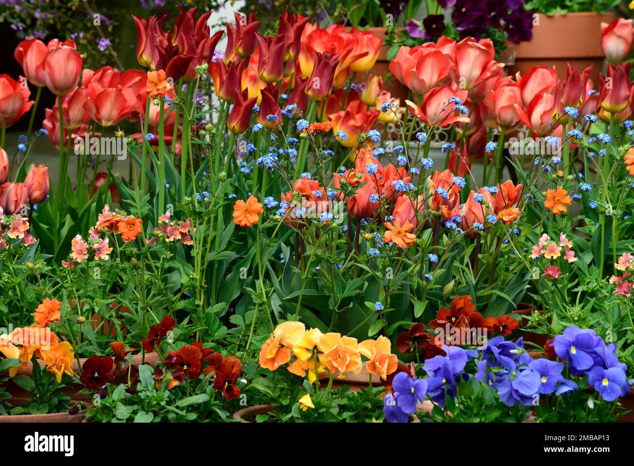 mixed pots of tulips,mixed containers filled with tulips,spring ...