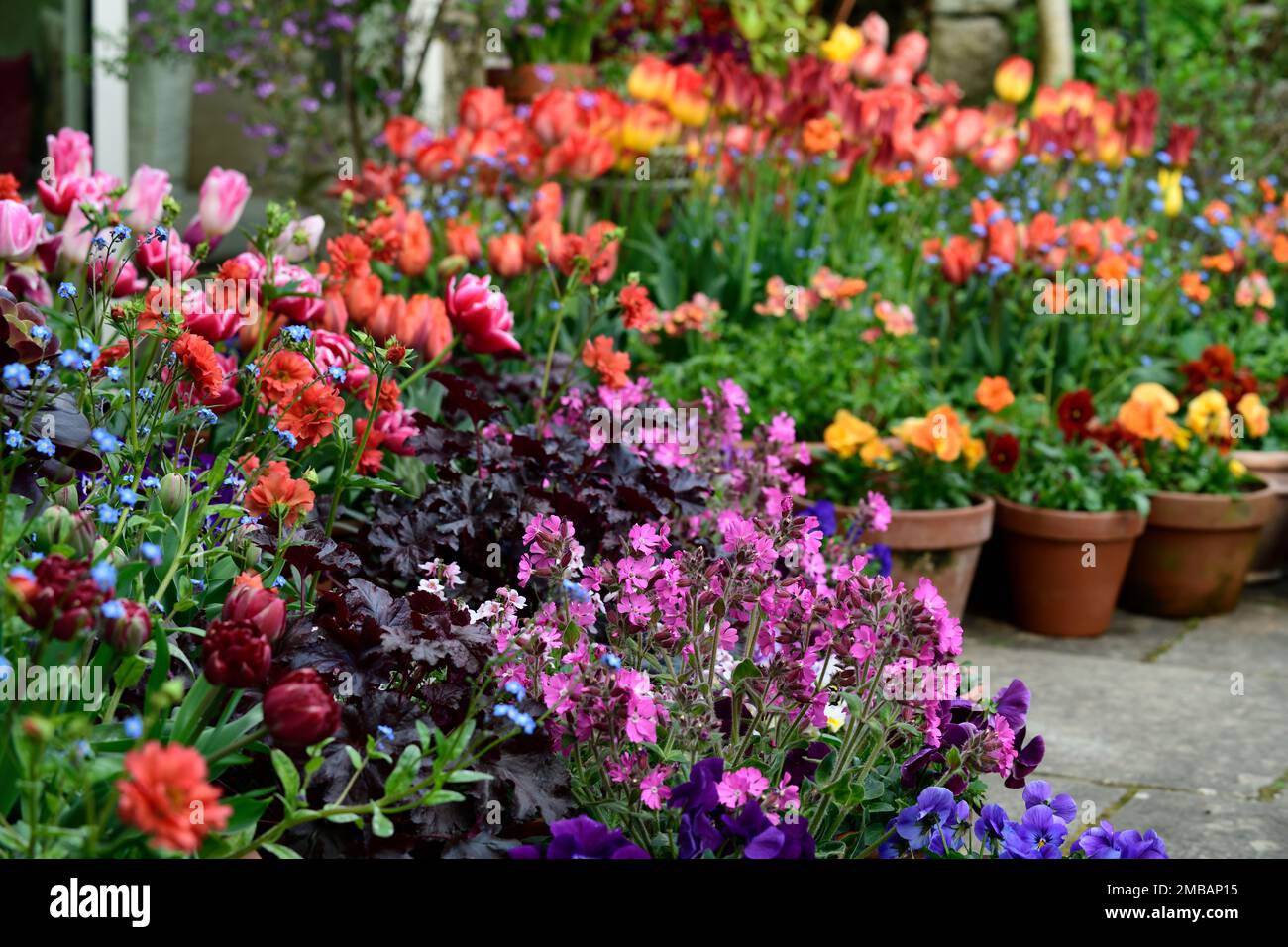 mixed pots of tulips,mixed containers filled with tulips,spring ...