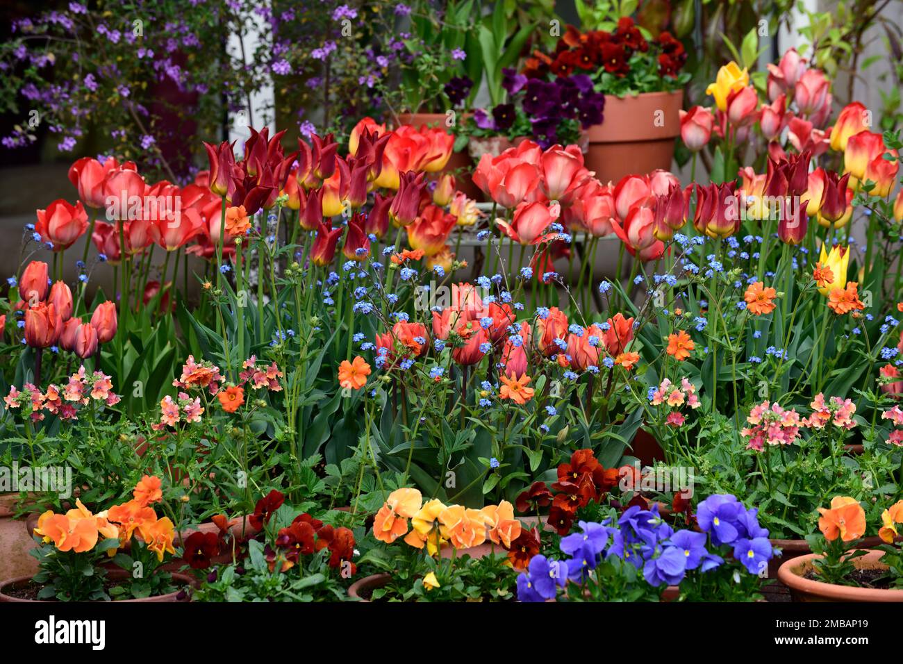 Mixed containers filled with tulips hi-res stock photography and images ...