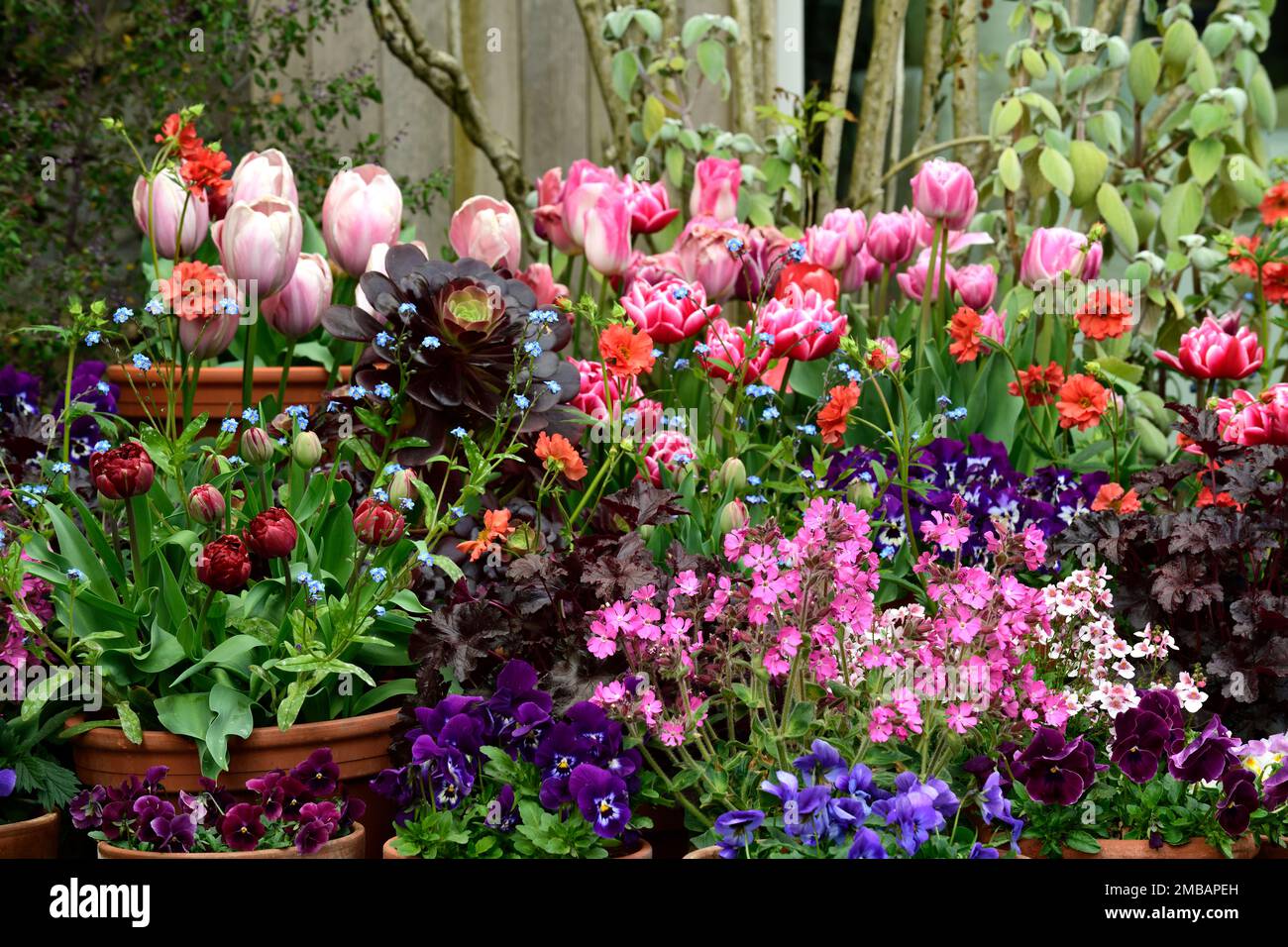 mixed pots of tulips,mixed containers filled with tulips,spring ...