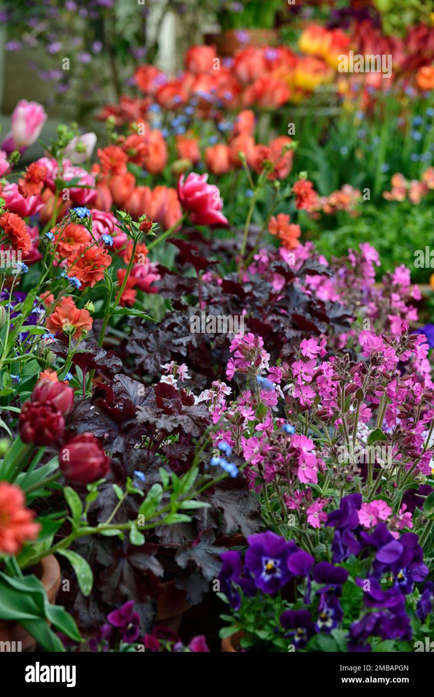 mixed pots of tulips,mixed containers filled with tulips,spring ...