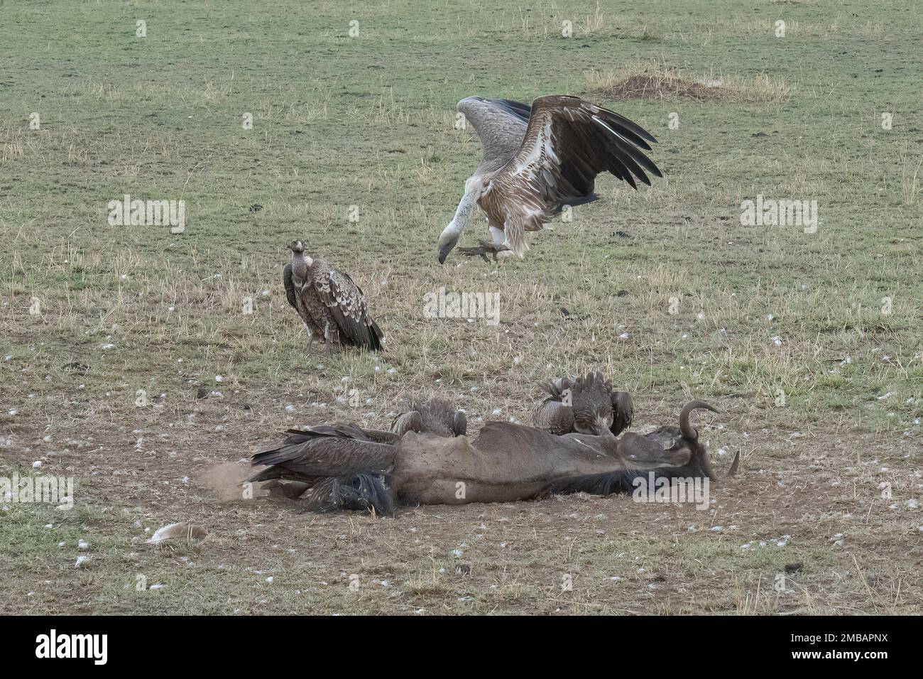 A group of vultures feeding on a gnu carcass at dusk, in the african ...