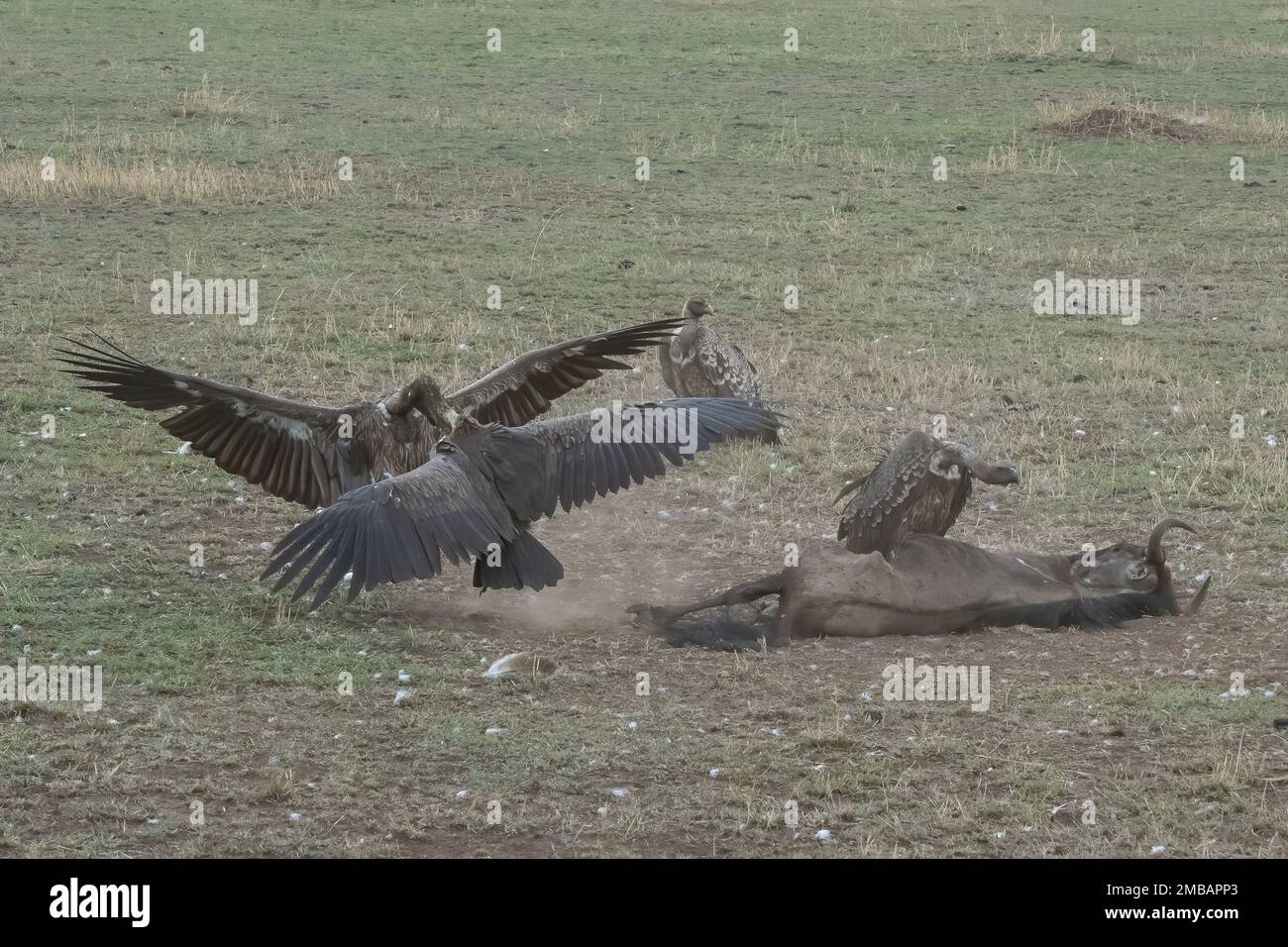 A group of vultures fighting over a gnu carcass at dusk, in the african ...