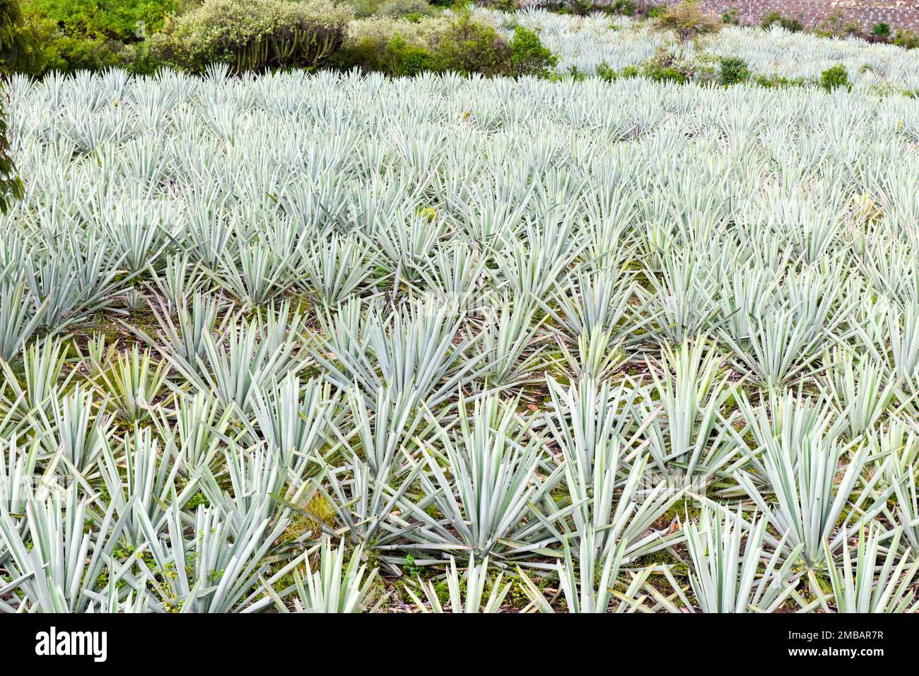 Agave fields, Oaxaca state, Mexico Stock Photo - Alamy