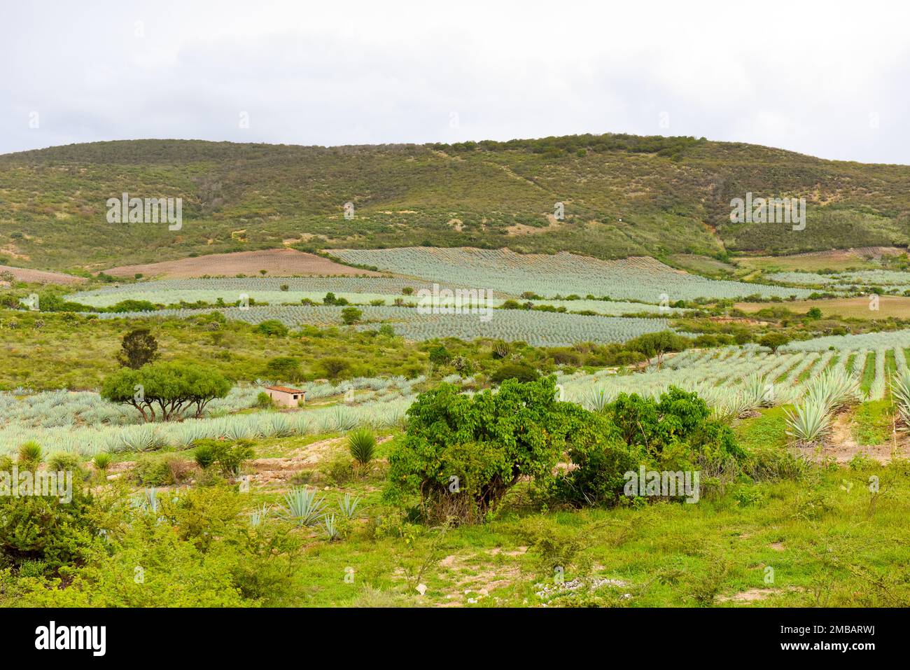 Agave fields, Oaxaca state, Mexico Stock Photo - Alamy