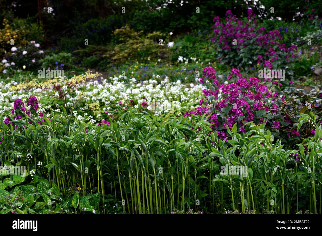 Lunaria purpurea hi-res stock photography and images - Alamy