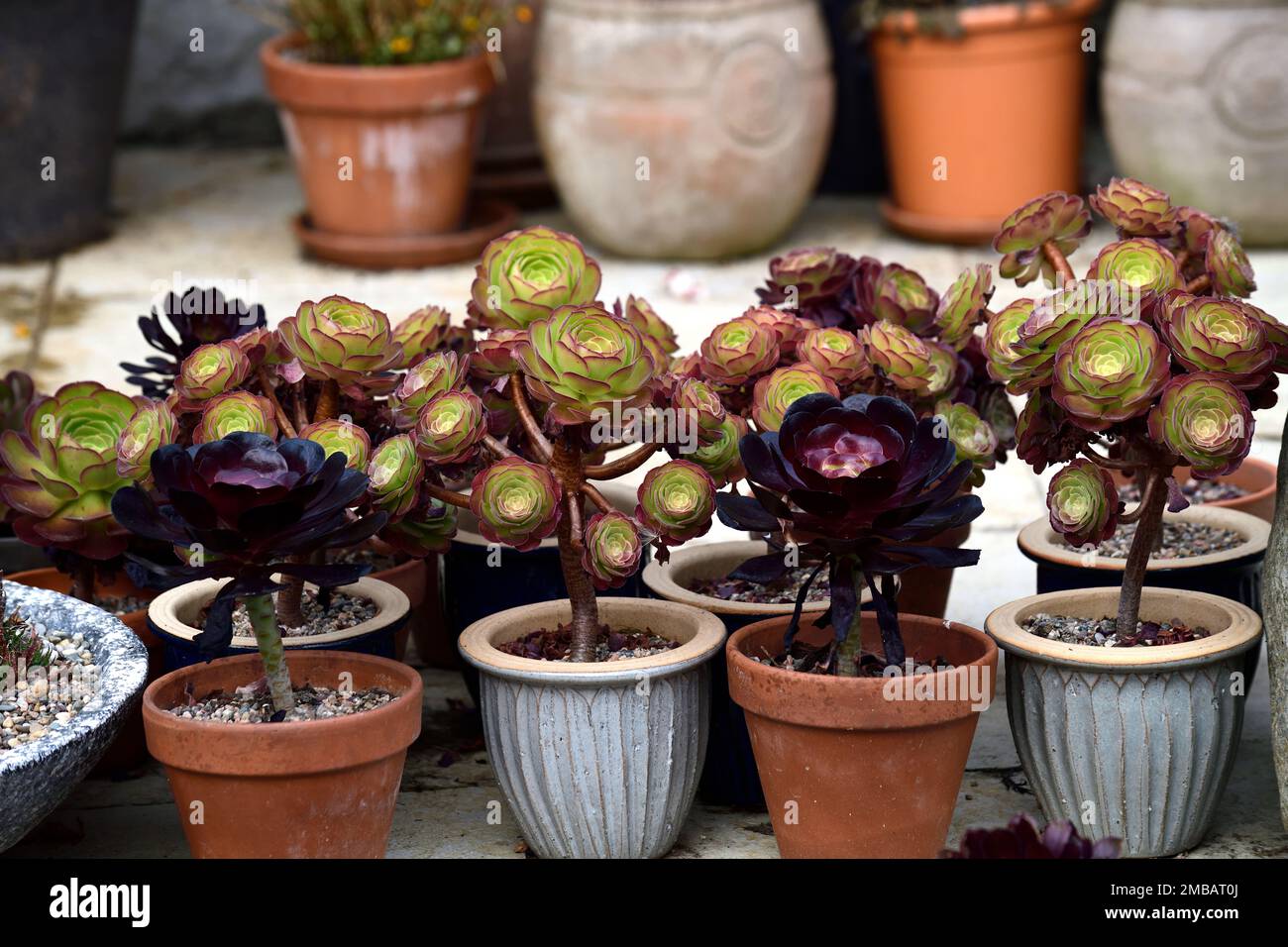 aeonium display,aeonium pot display,aeonium grown in pots,terracotta ...