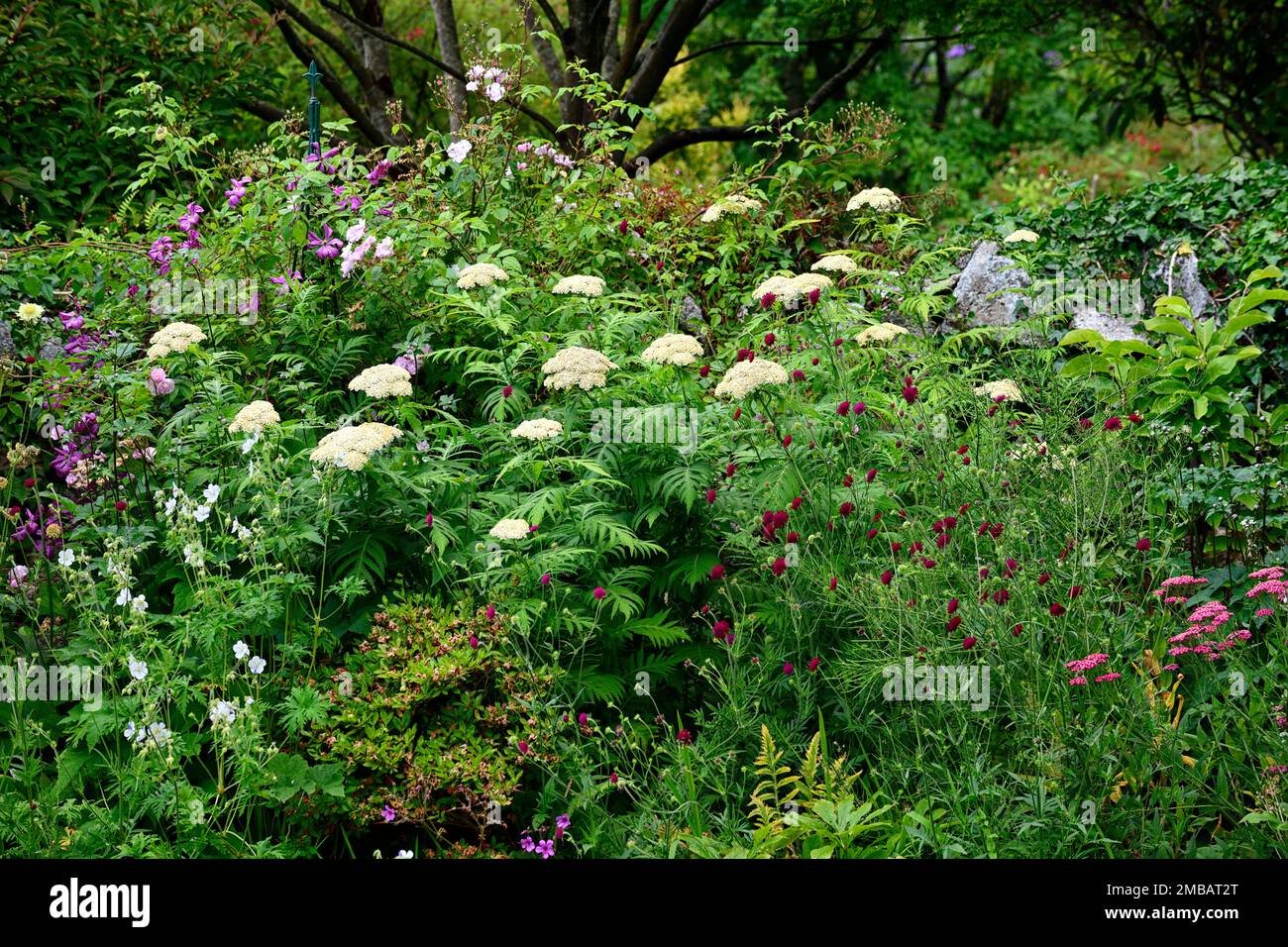 clematis viticella etoile violette,Knautia macedonica,achillea ...