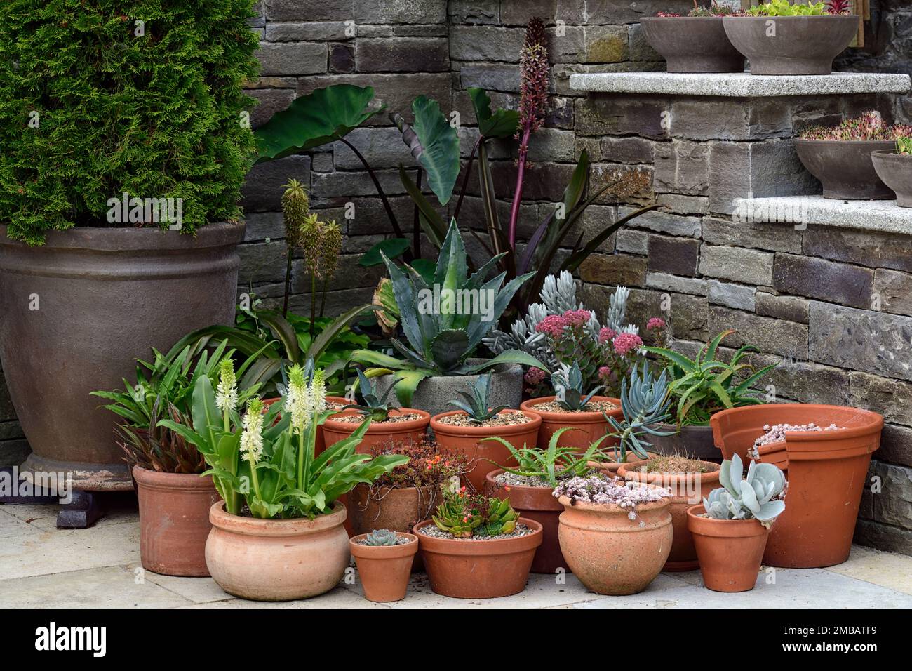 container plant display,plant pot display,pots,terracotta pots ...