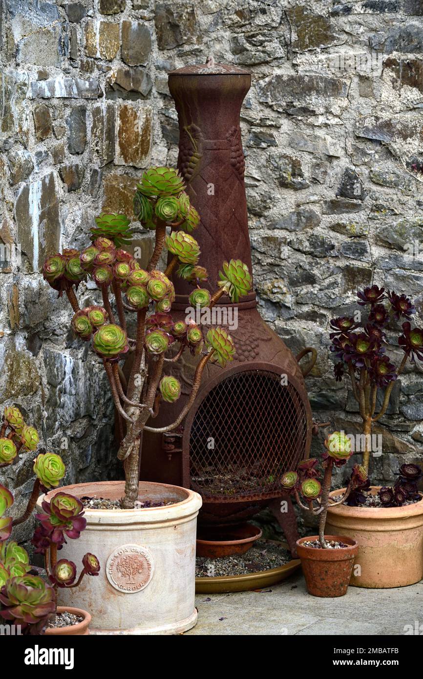aeonium display,aeonium pot display,aeonium grown in pots,terracotta ...