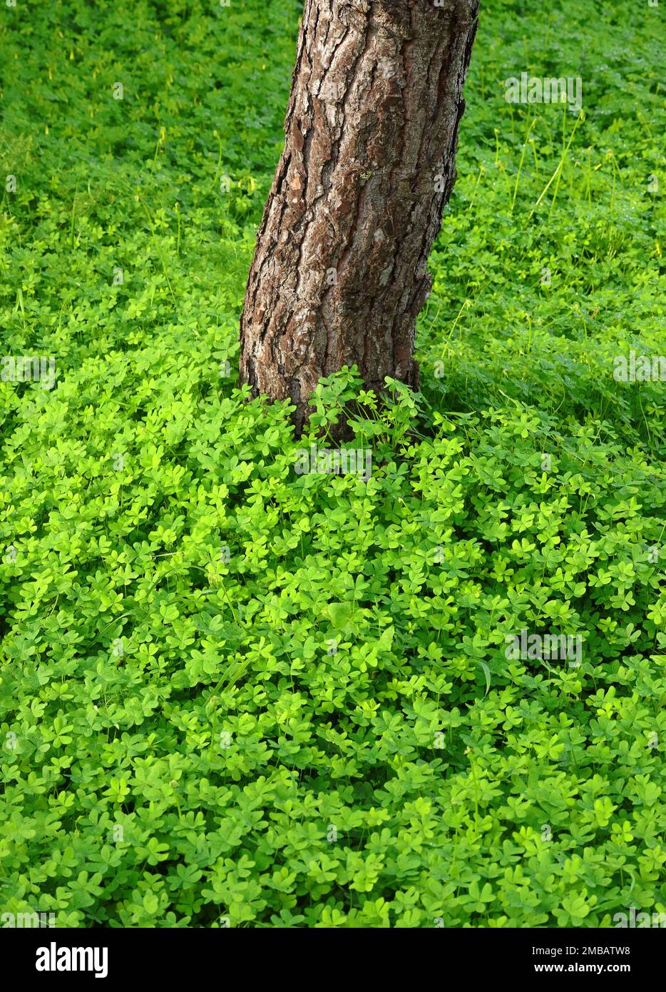 Portugal, Early spring. Oxalidaceae. Yellow Wood sorrel - Oxalis pes ...