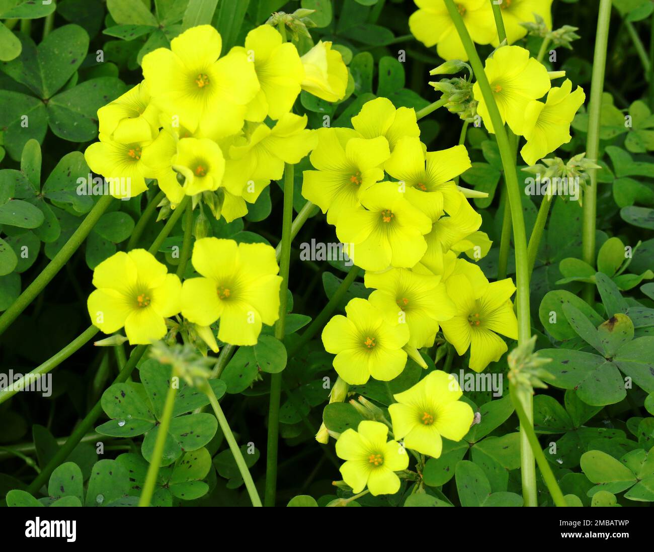 Spring. Oxalidaceae. Yellow Wood sorrel - Oxalis pes-caprae in bloom ...