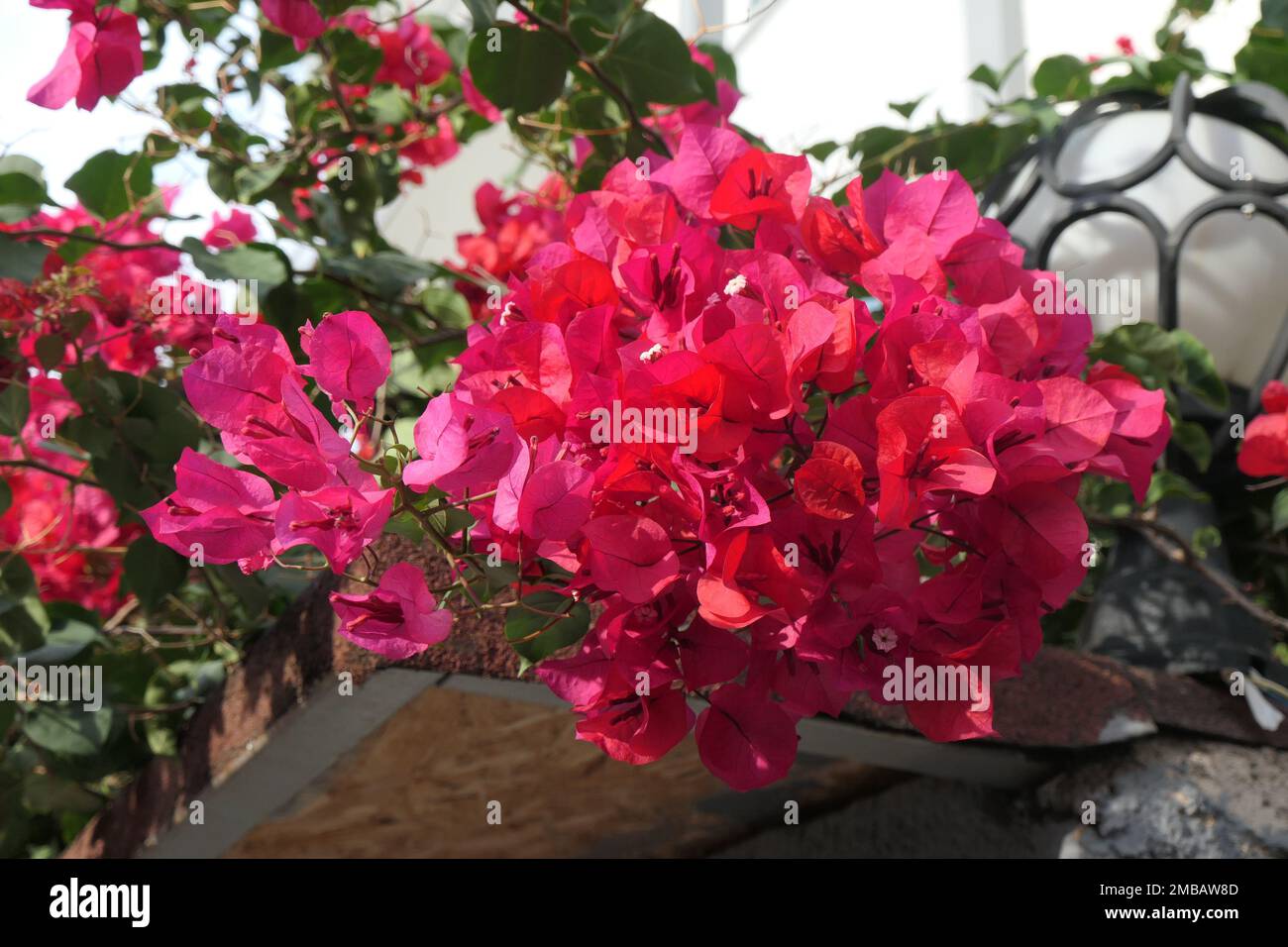 Bougainvillea blooms in the garden Stock Photo - Alamy