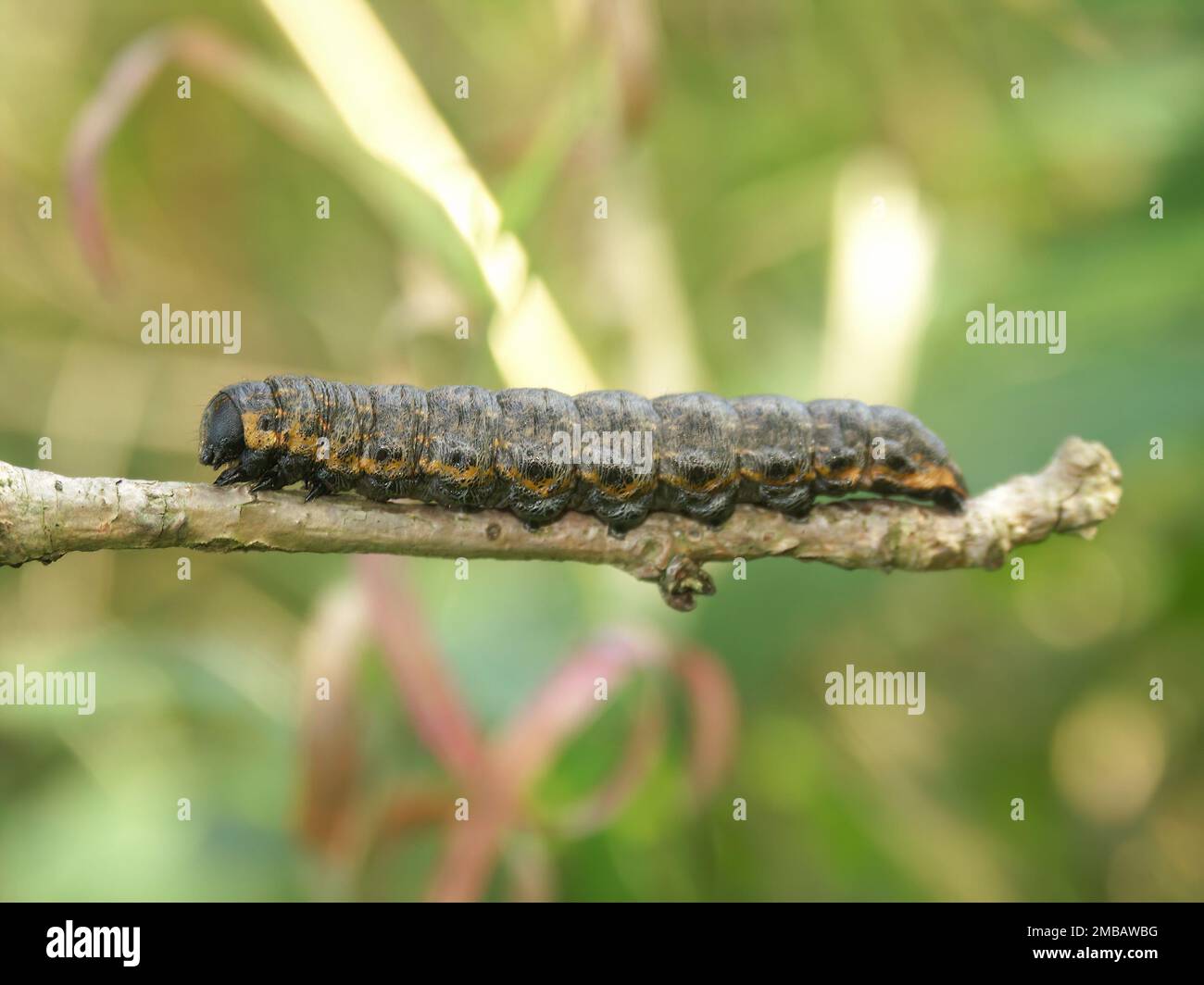 Natural closeup on the large caterpillar of the Shadow Monk moth ...