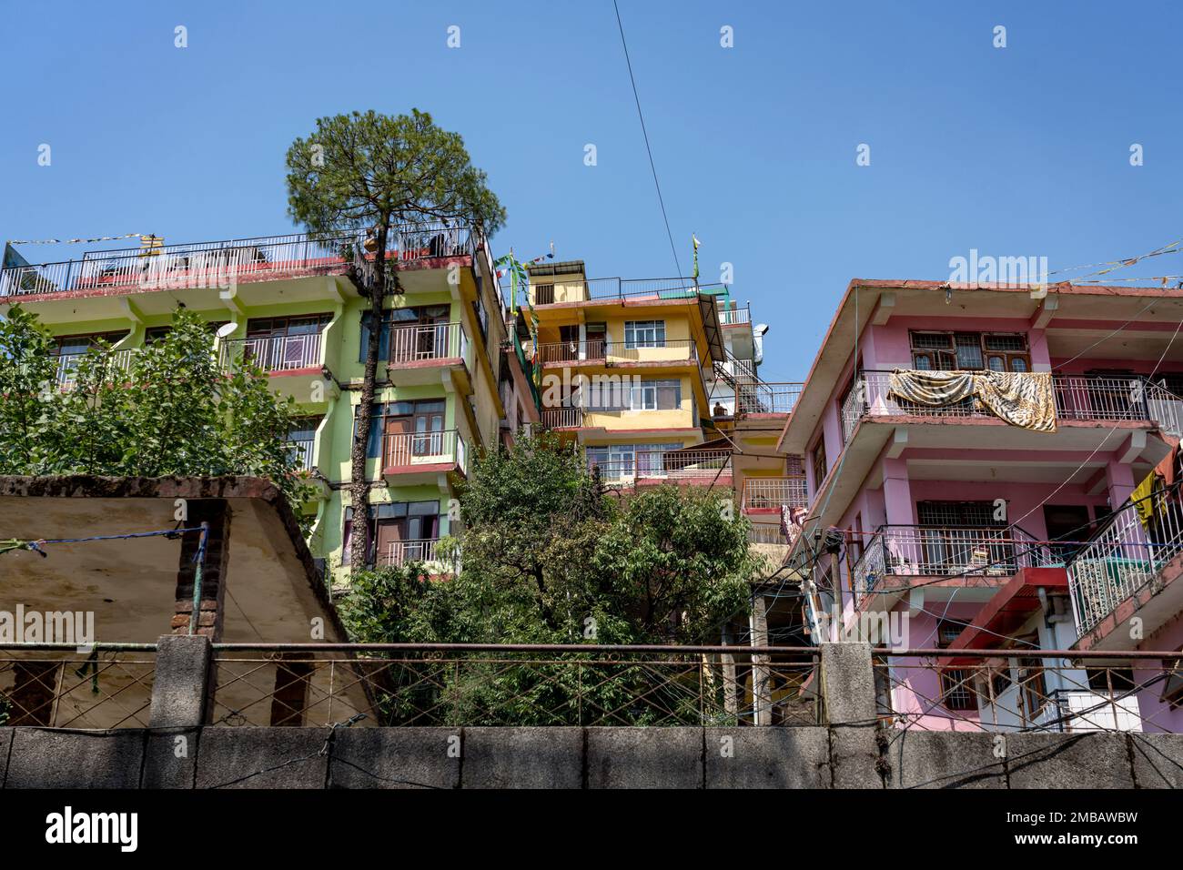 A pine tree vies for space with a multistorey building in Dharmsala ...