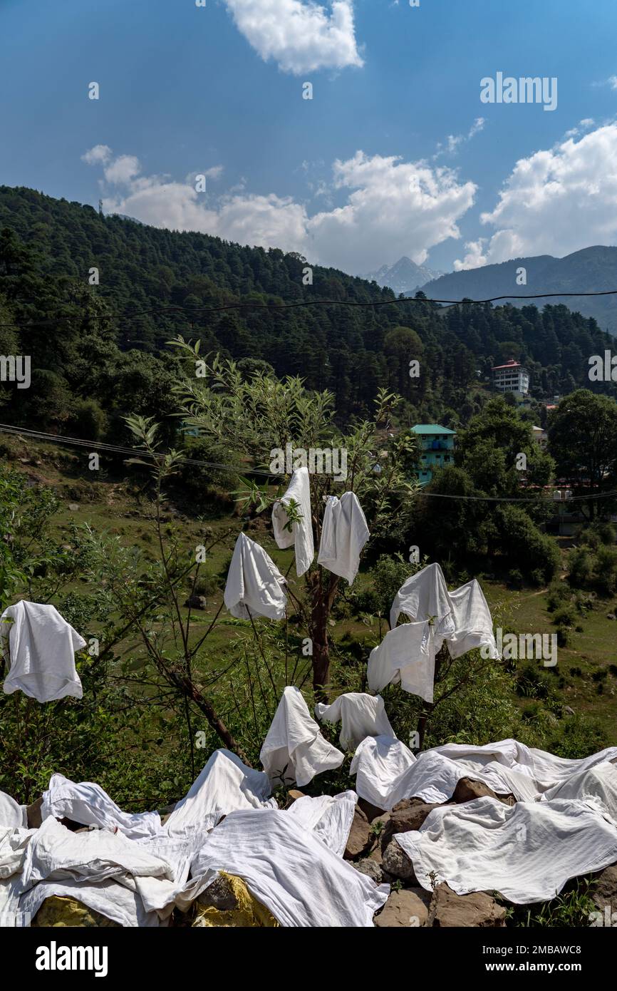 Laundry is hung on a tree and the shrubs around it against the backdrop ...