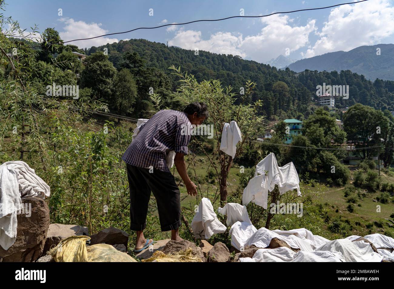 A man collects laundry hanging on a tree and the shrubs around it ...