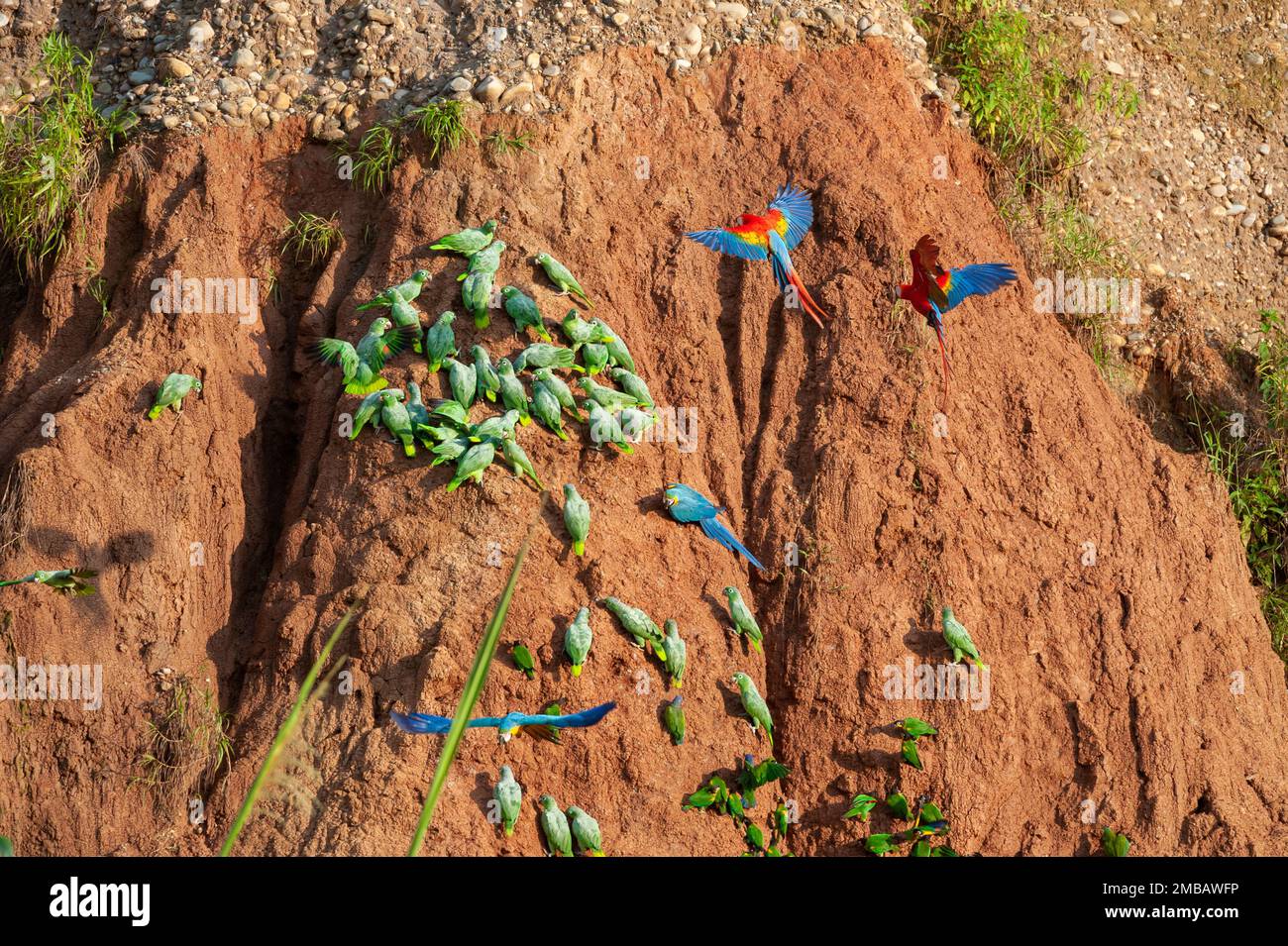 Macaws and parrots at clay lick in Tambopata National Reserve, Peru ...