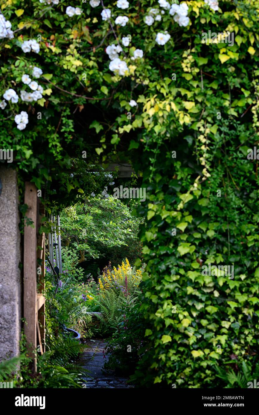 ivy and rose covered door arch.hidden garden,secret garden,open garden ...