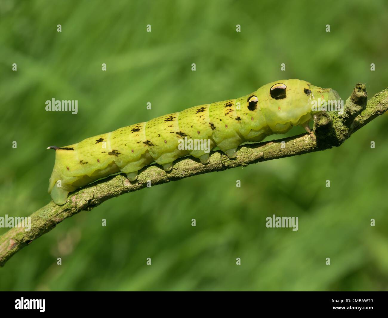 Natural closeup on the large green caterpillar of the Elephant Hawk ...