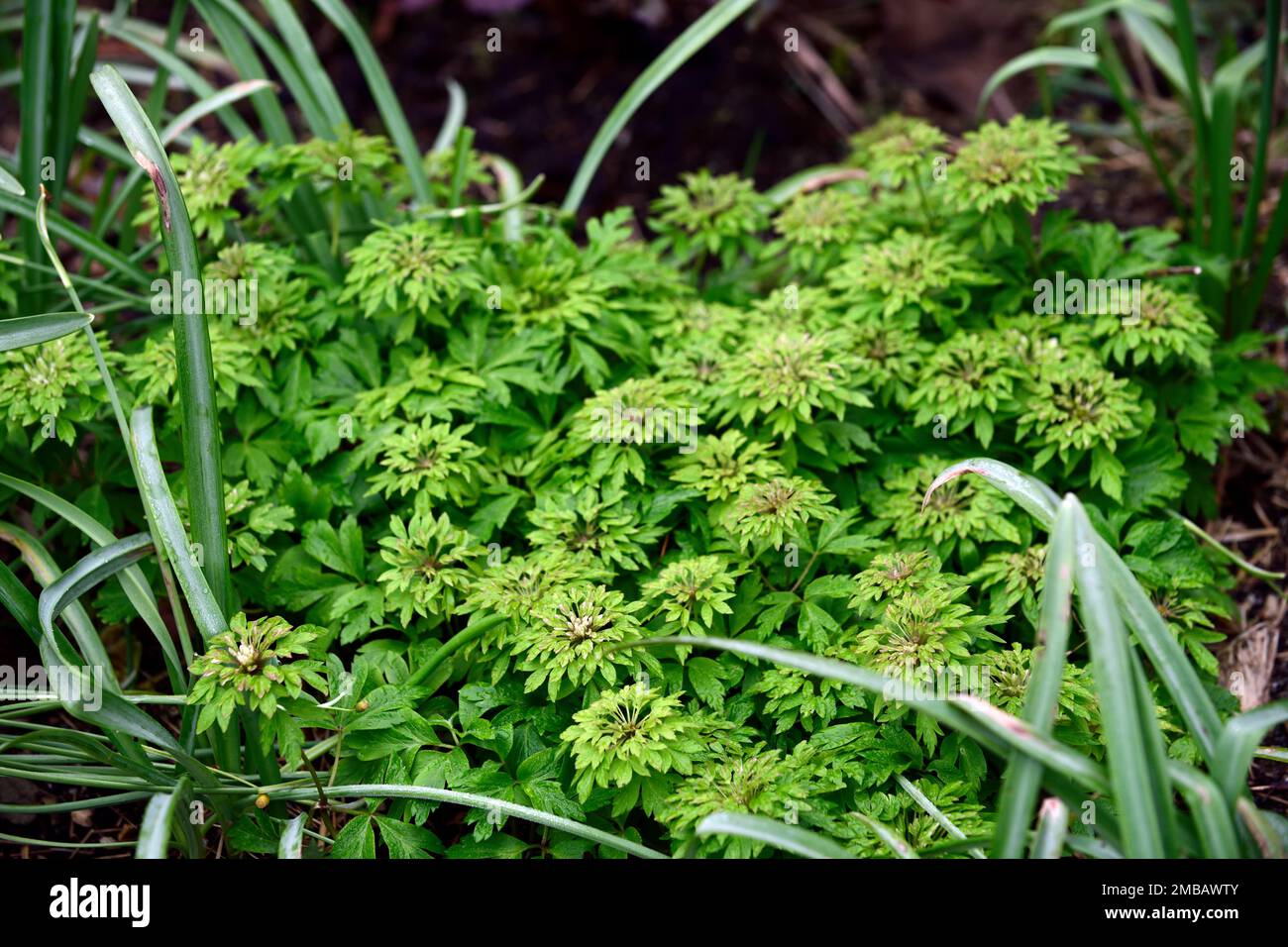 Anemone nemorosa Viridiflora,wood anemone,wood anemones,fully double ...